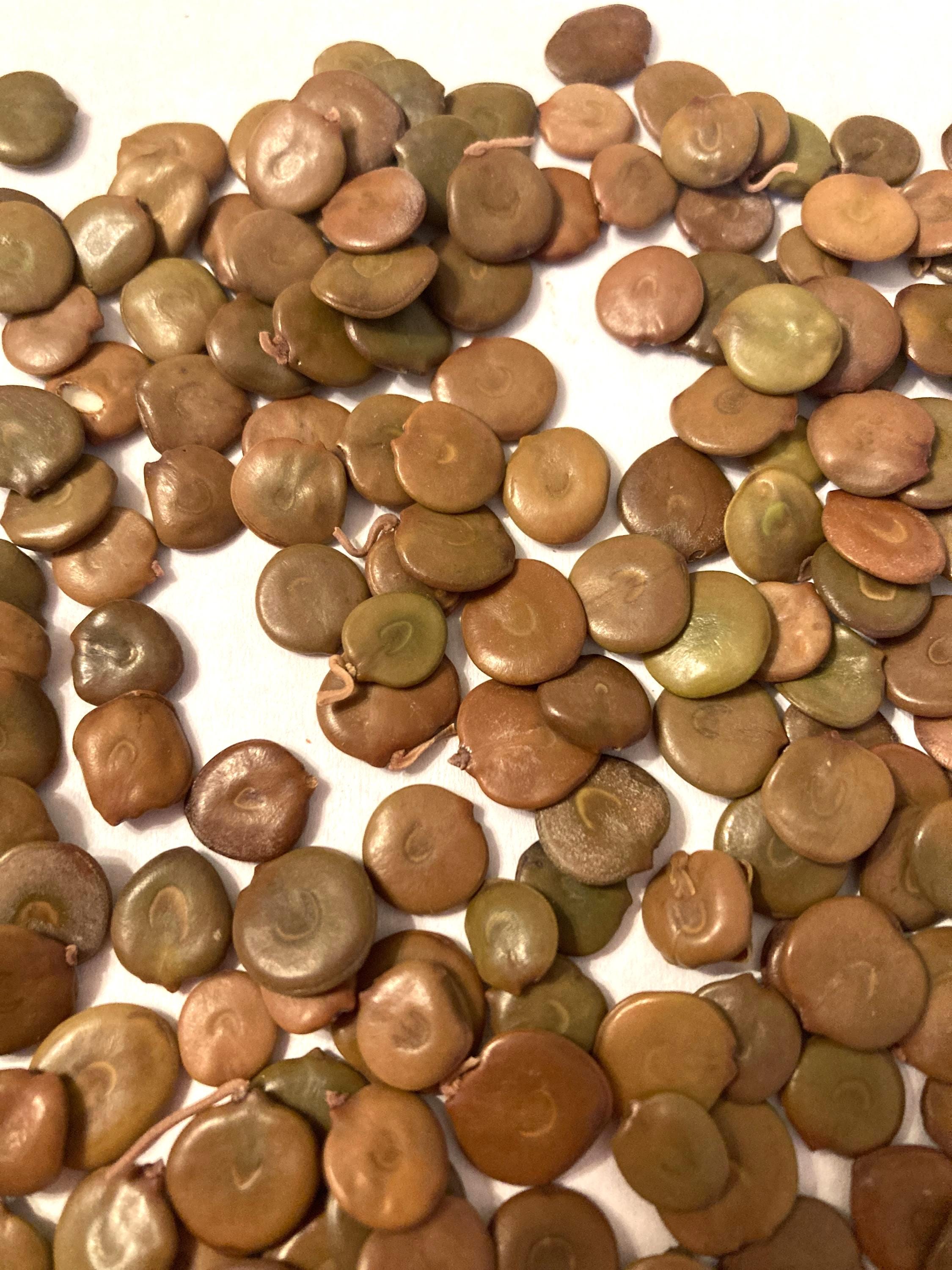 Gum Arabic Tree Seed (ACACIA SENGAL) | TreeSeedMan.Com TREE, SHRUB ...