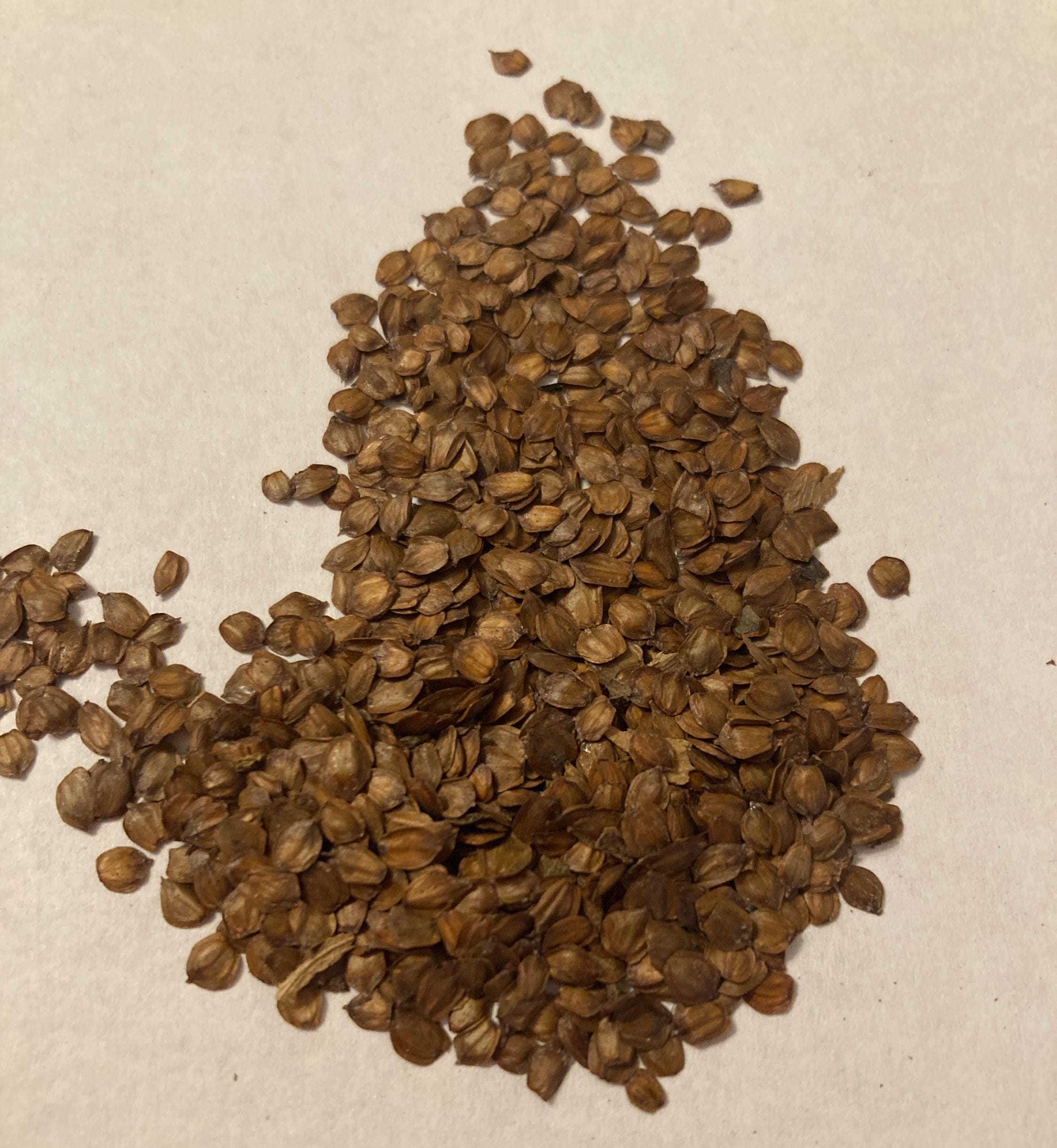 Japanese Alder Tree Seeds (ALNUS JAPONICA) | TreeSeedMan.Com TREE ...