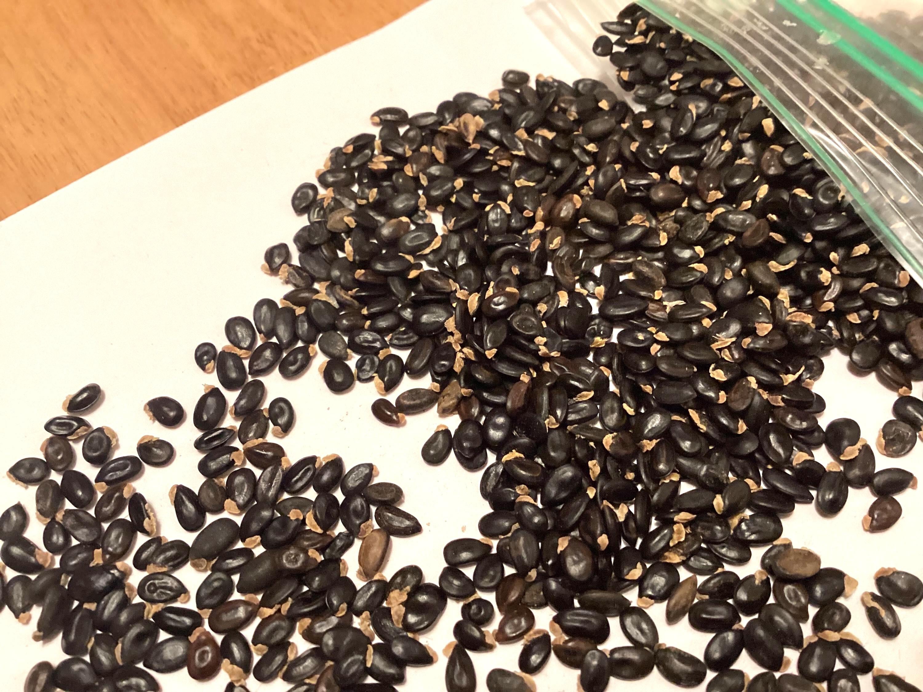 Sidney Black Wattle Tree Seeds (ACACIA DECURRENS) (Early Green Wattle ...