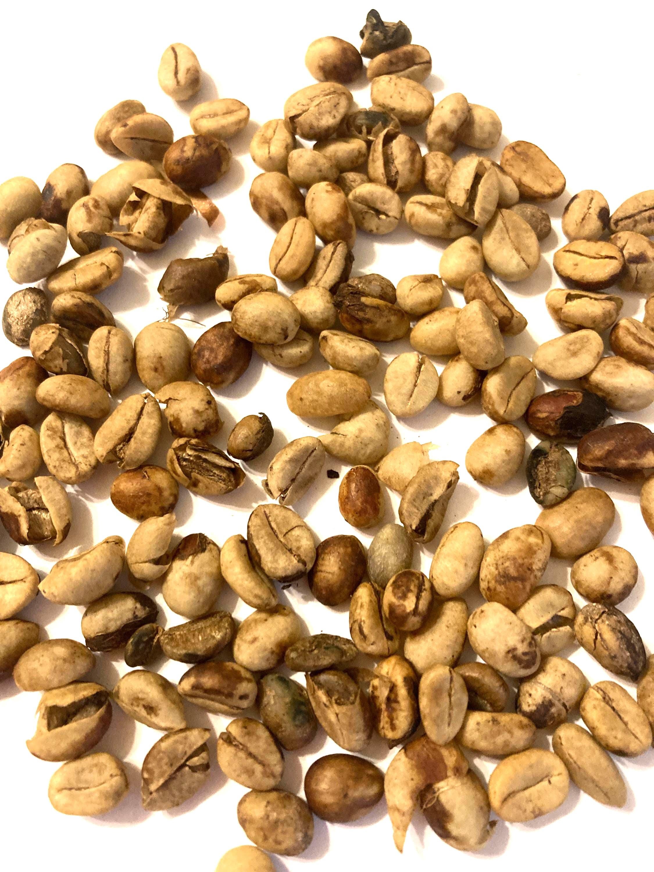 Mountain Coffee Tree Seeds (COFFEA ARABICA) | TreeSeedMan.Com TREE ...