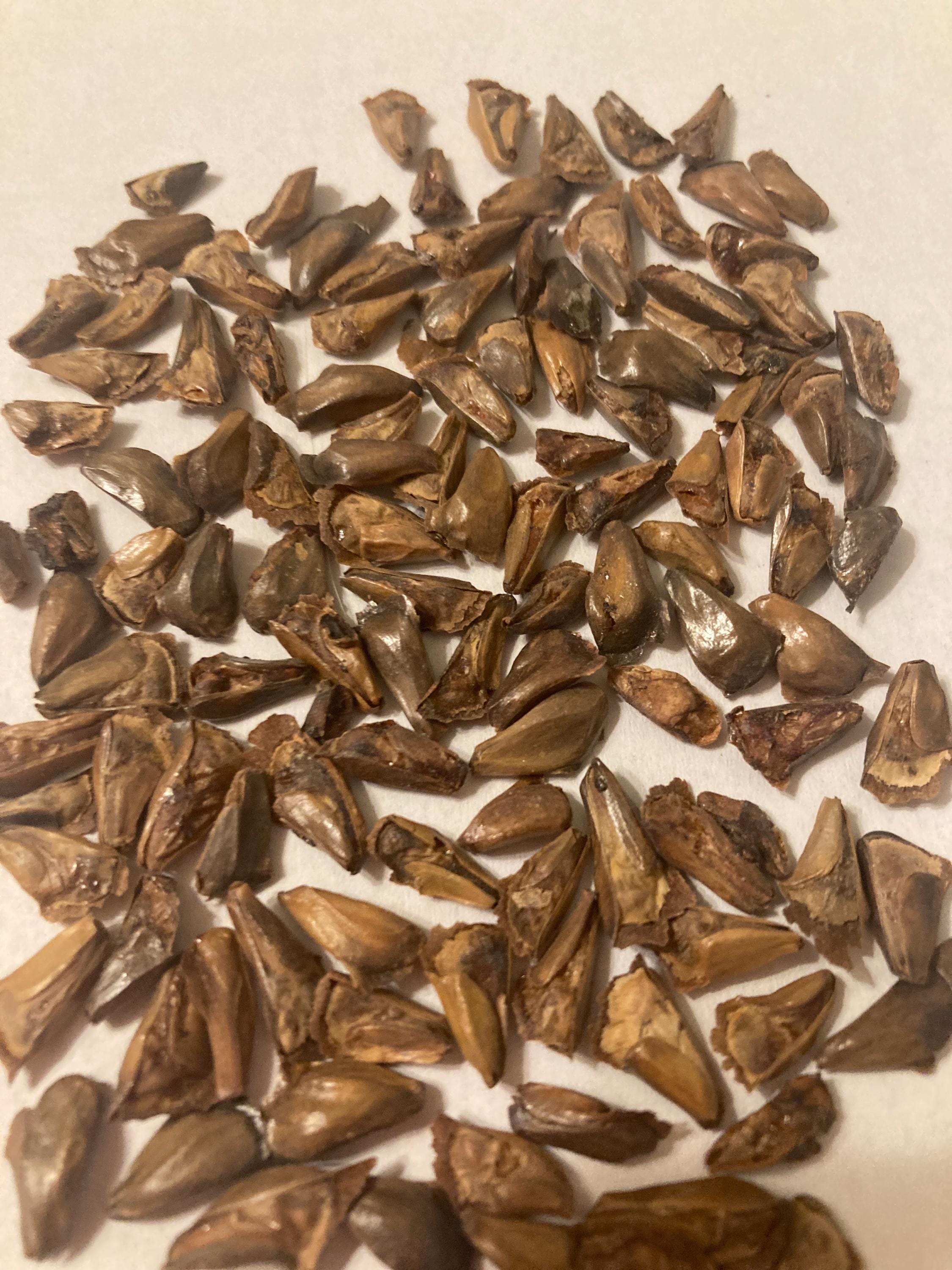 West Himalayan Fir Tree Seeds (ABIES PINDROW) (Pindrow Fir ...