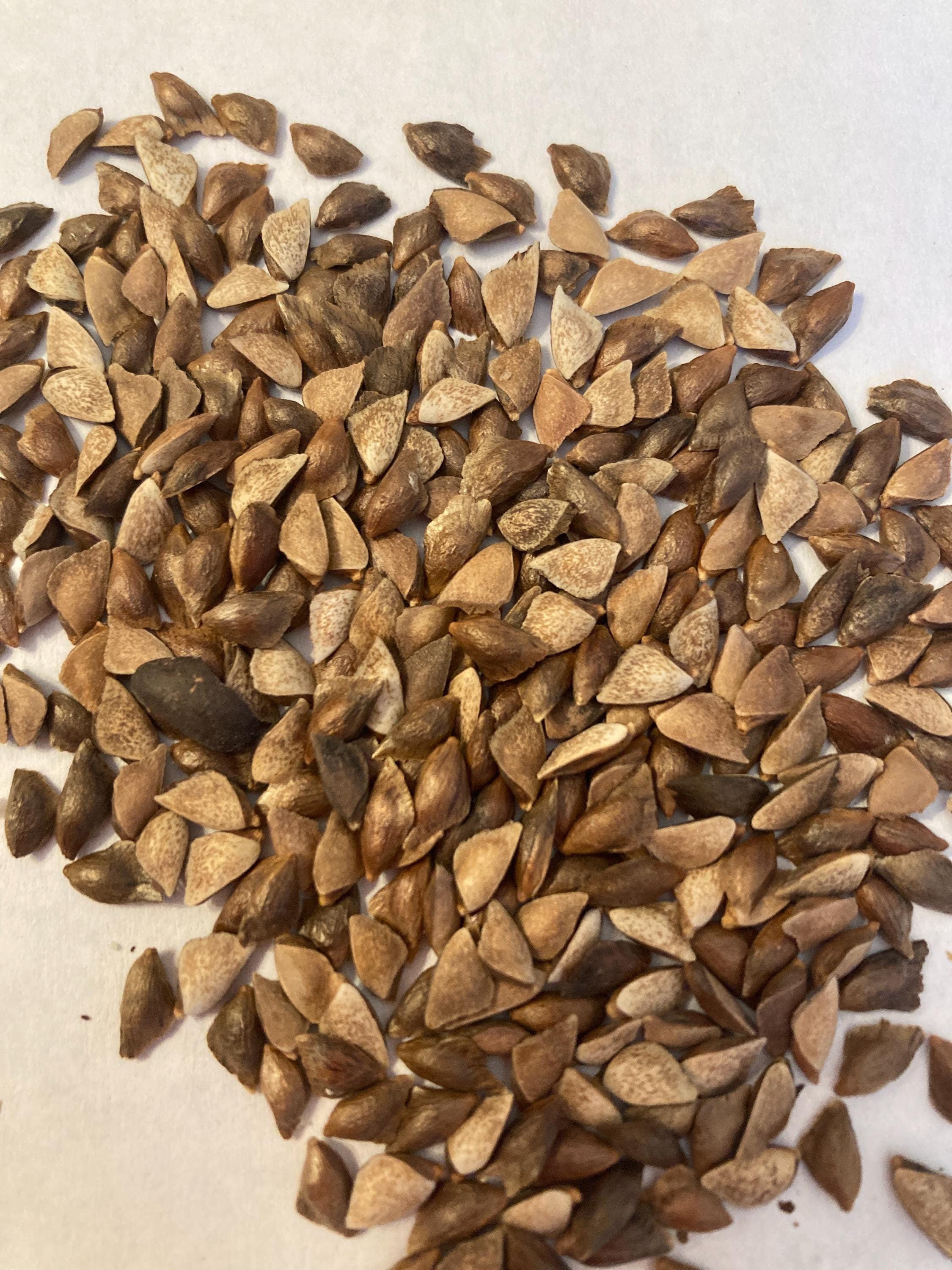 Lincoln Douglas Fir Tree Seeds (PSEUDOTSUGA TAXIFOLIA Glauca ...