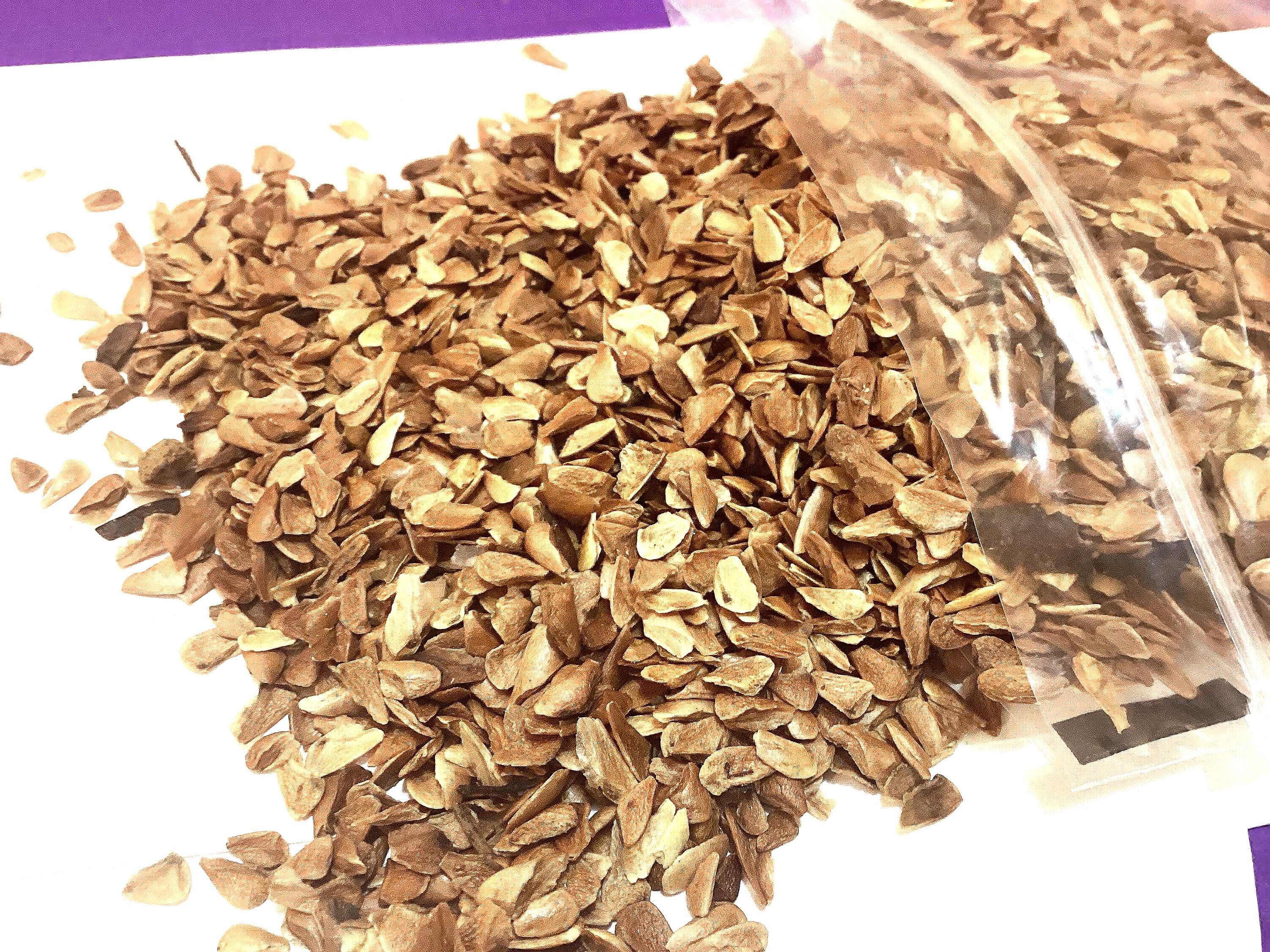 Chinese Mahogany Tree Seeds (TOONA SINENSIS)(Chinese Toon)(Red Toon ...