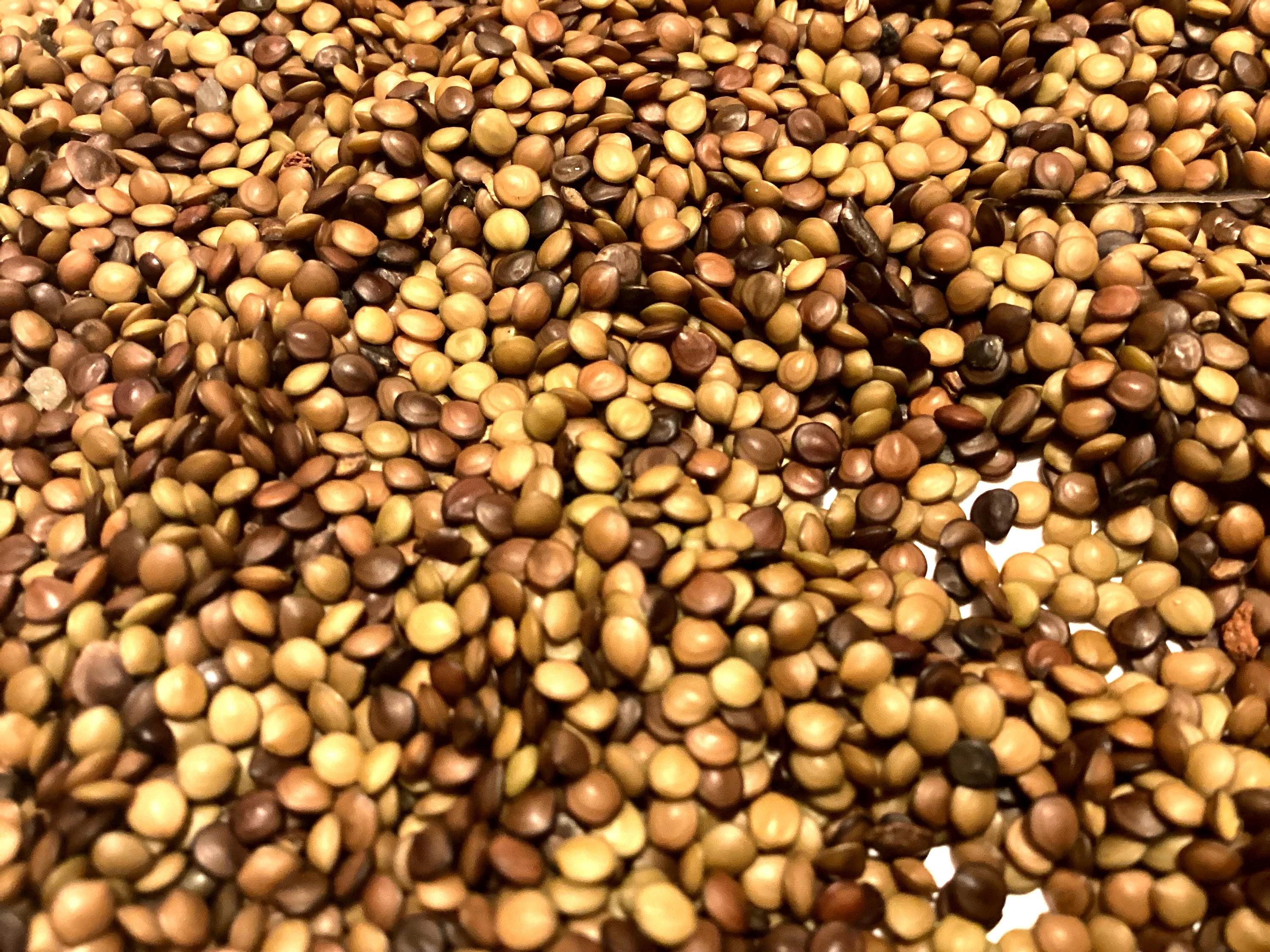 Touch-Me-Not Plant Seeds (MIMOSA PUDICA) (Shy Plant) | TreeSeedMan.Com ...