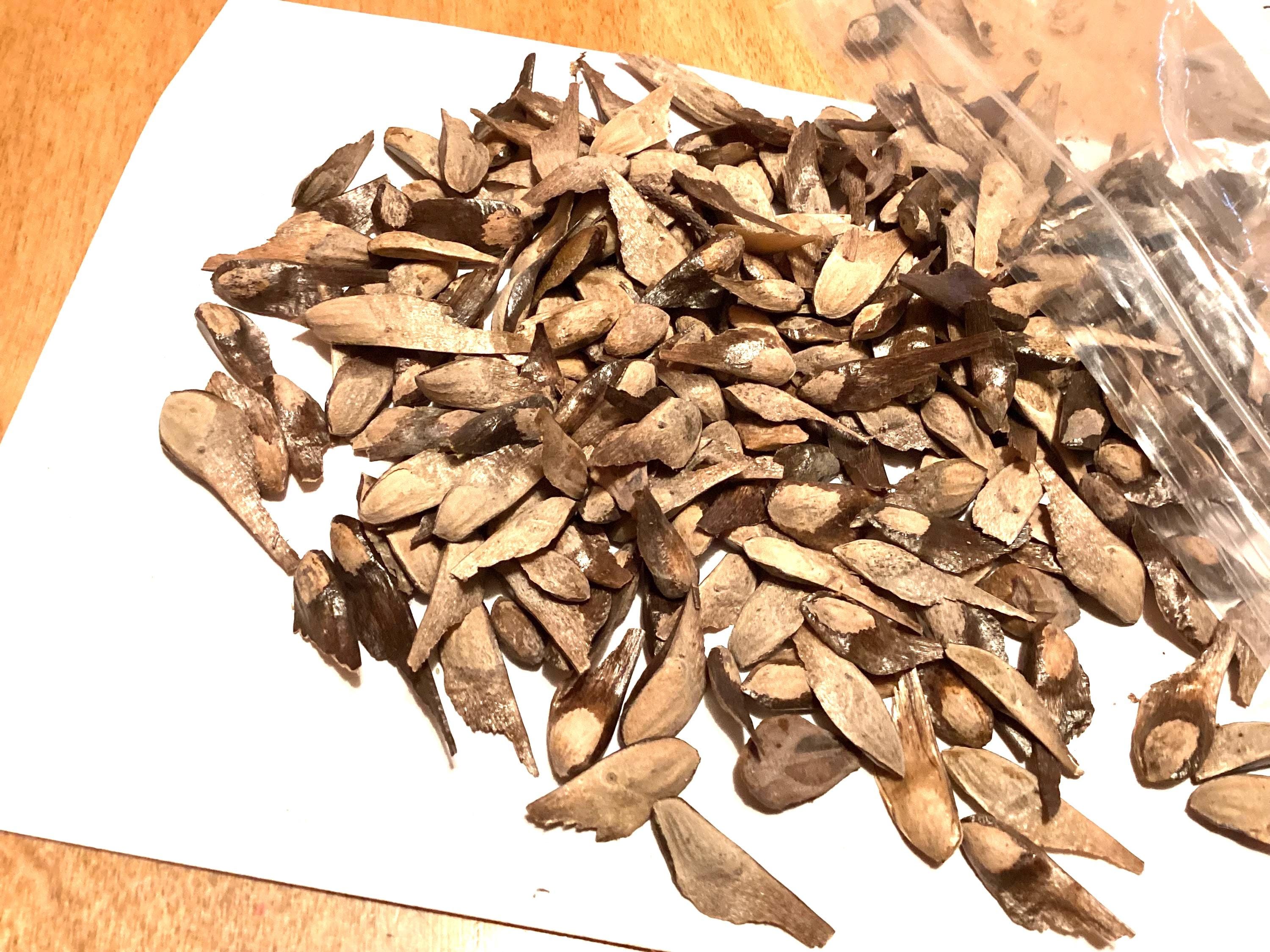 Southern Yellow Pine Tree Seeds (PINUS PALUSTRIS) | TreeSeedMan.Com ...