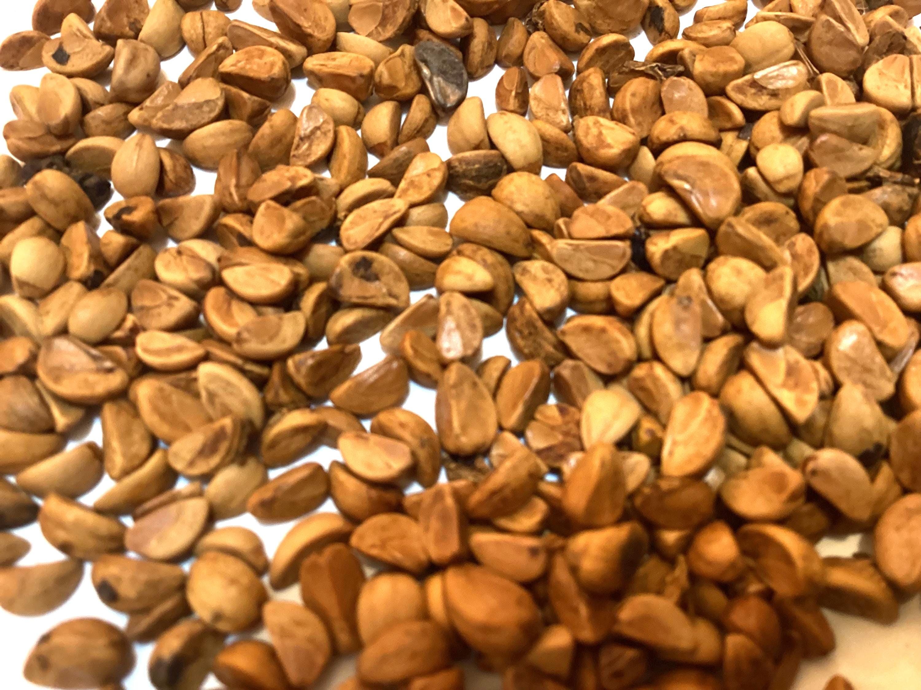 Blue Hawthorn Tree Seeds (CRATAEGUS BRACHYACANTHA) (Blue Haw ...