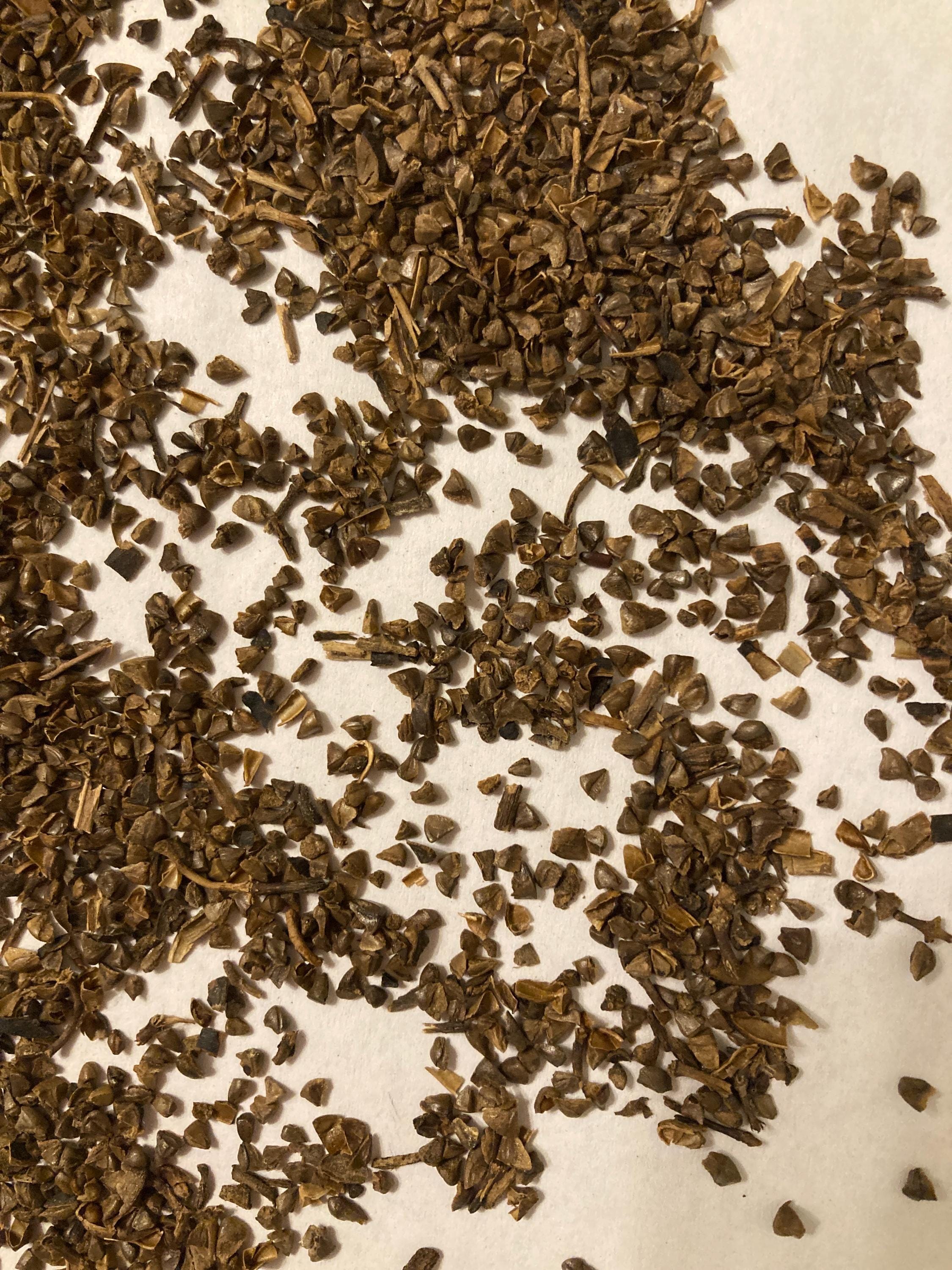 Crape Myrtle Tree Seeds (LAGERSTROEMIA INDICA)(Crapemyrtle ...