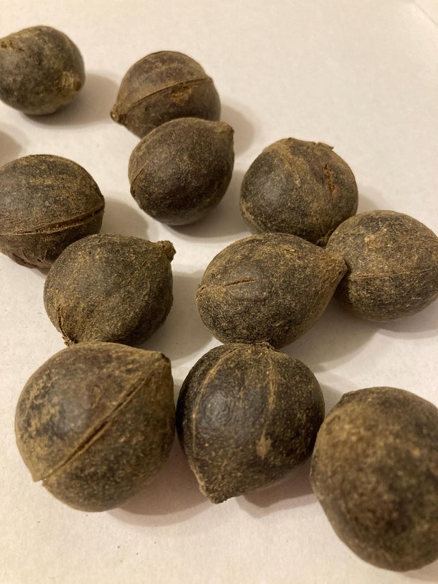 TREE, SHRUB, VINE & FLOWER SEEDS FOR SALE | TreeSeedMan.Com TREE, SHRUB ...
