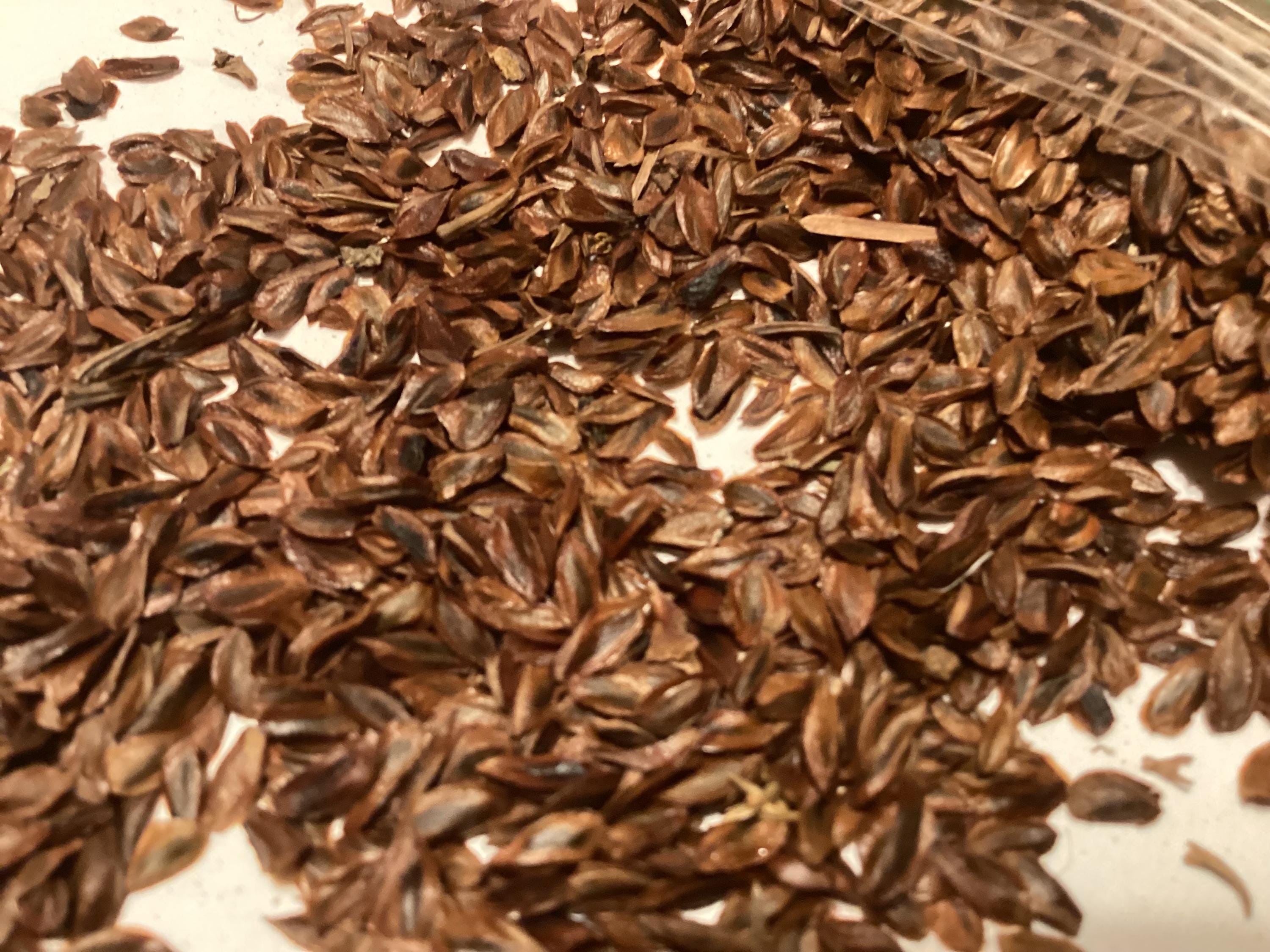 Japanese Cedar Tree Seeds (CRYPTOMERIA JAPONICA) | TreeSeedMan.Com TREE ...