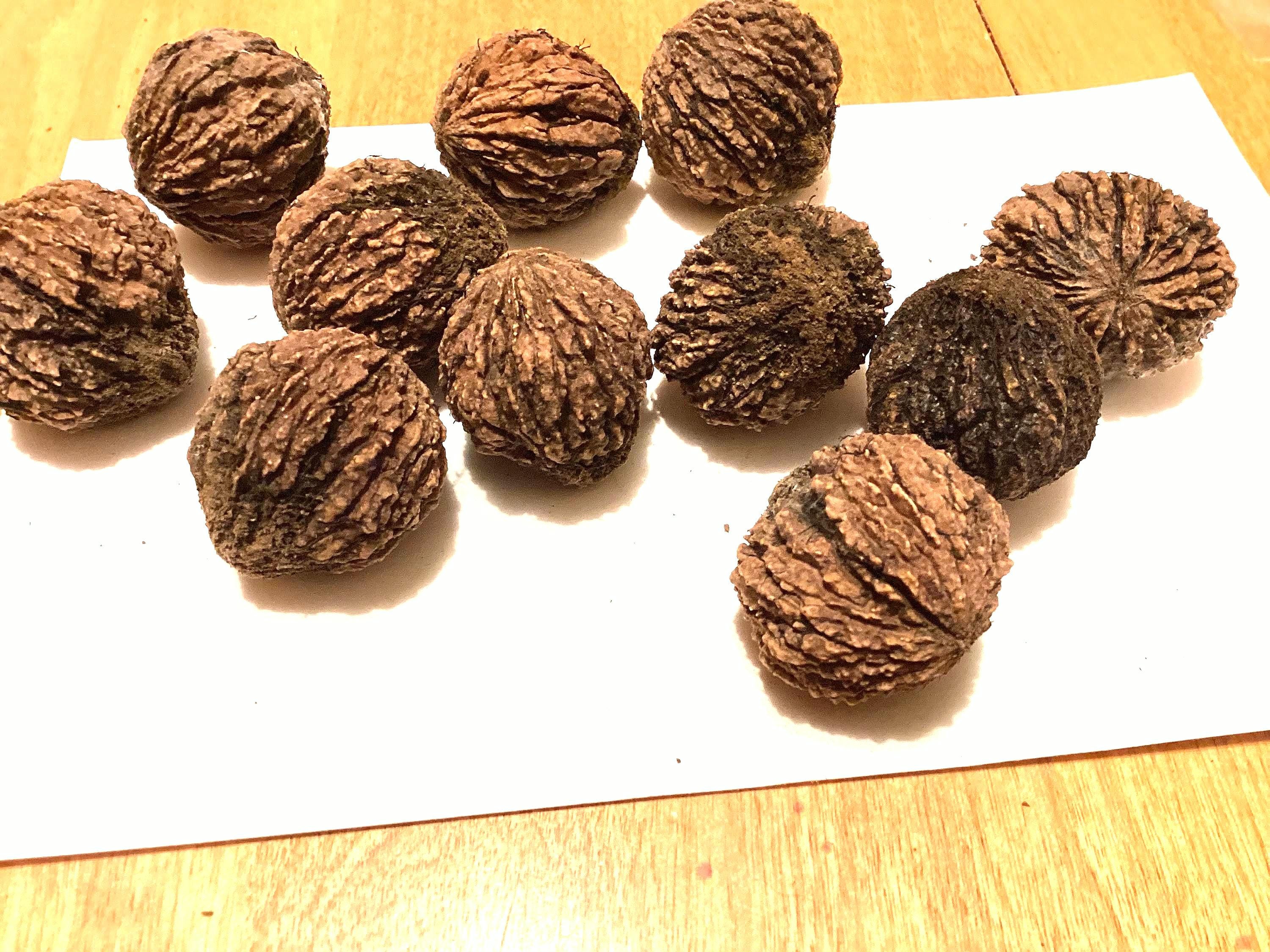 Black Walnut Tree Seeds (JUGLANS NIGRA) | TreeSeedMan.Com TREE, SHRUB ...