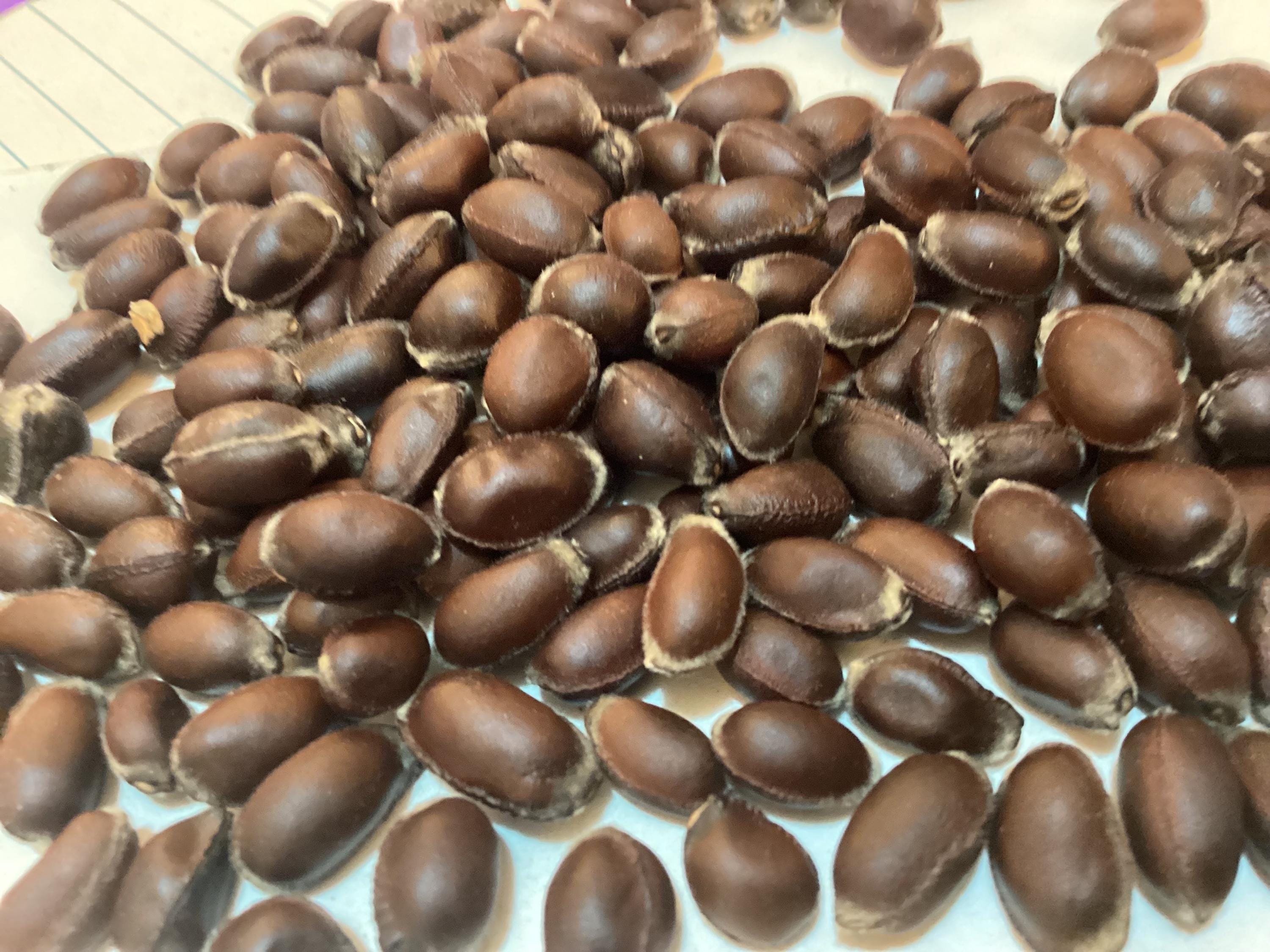 Eastern Sweet Shrub Seeds (CALYCANTHUS FLORIDUS) (Carolina Allspice ...