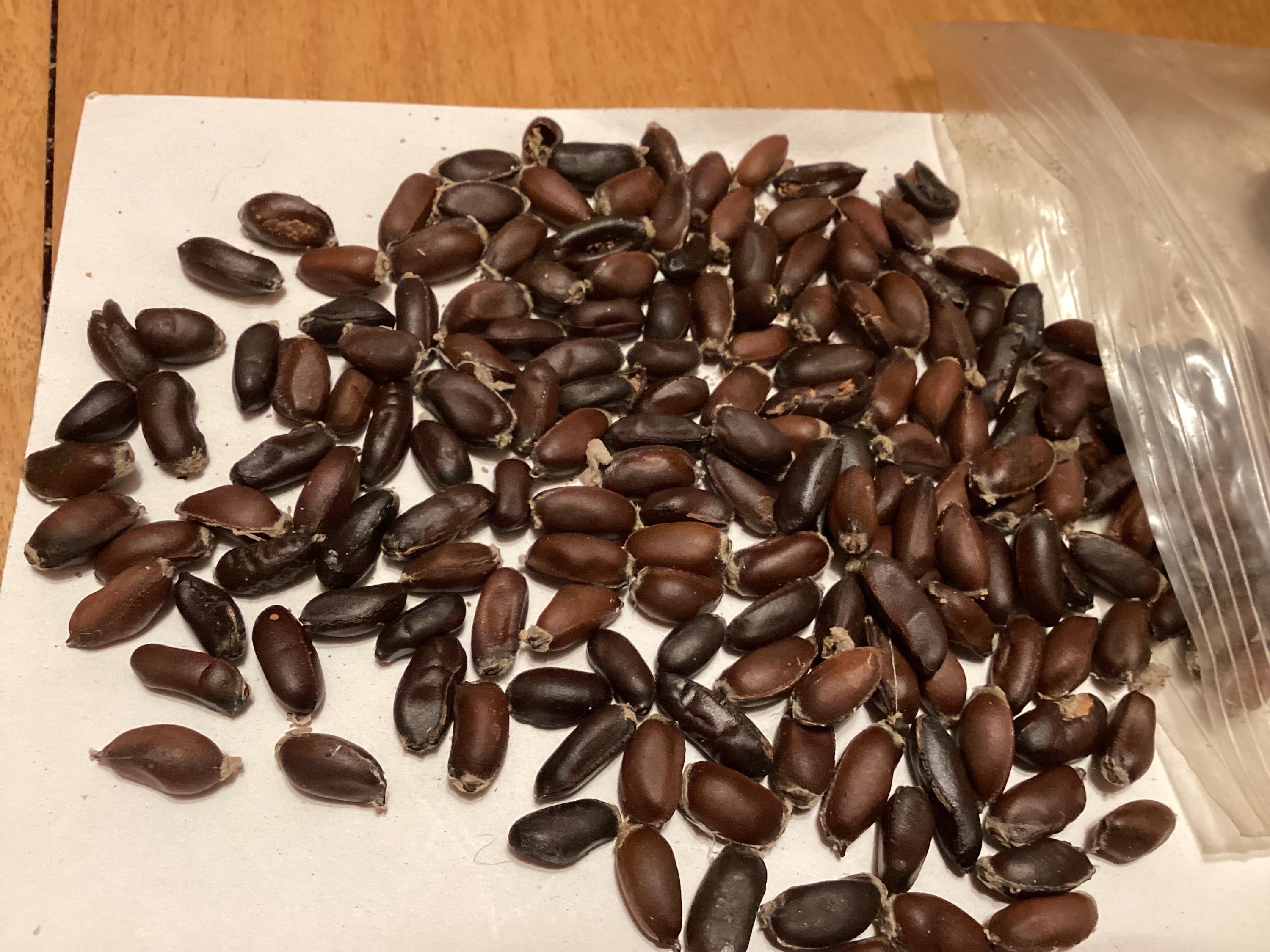 Chinese Sweetshrub Tree Seeds (SINOCALYCANTHUS CHINENSIS) | TreeSeedMan ...