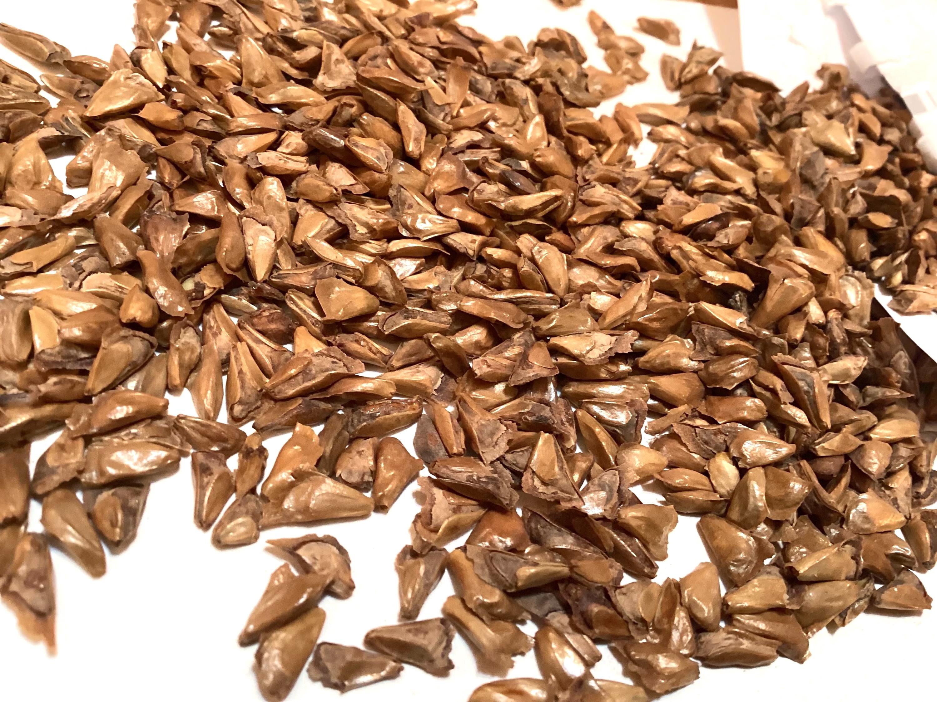 Subalpine Fir Tree Seeds (ABIES LASIOCARPA) (Rocky Mountain Fir, Balsam ...