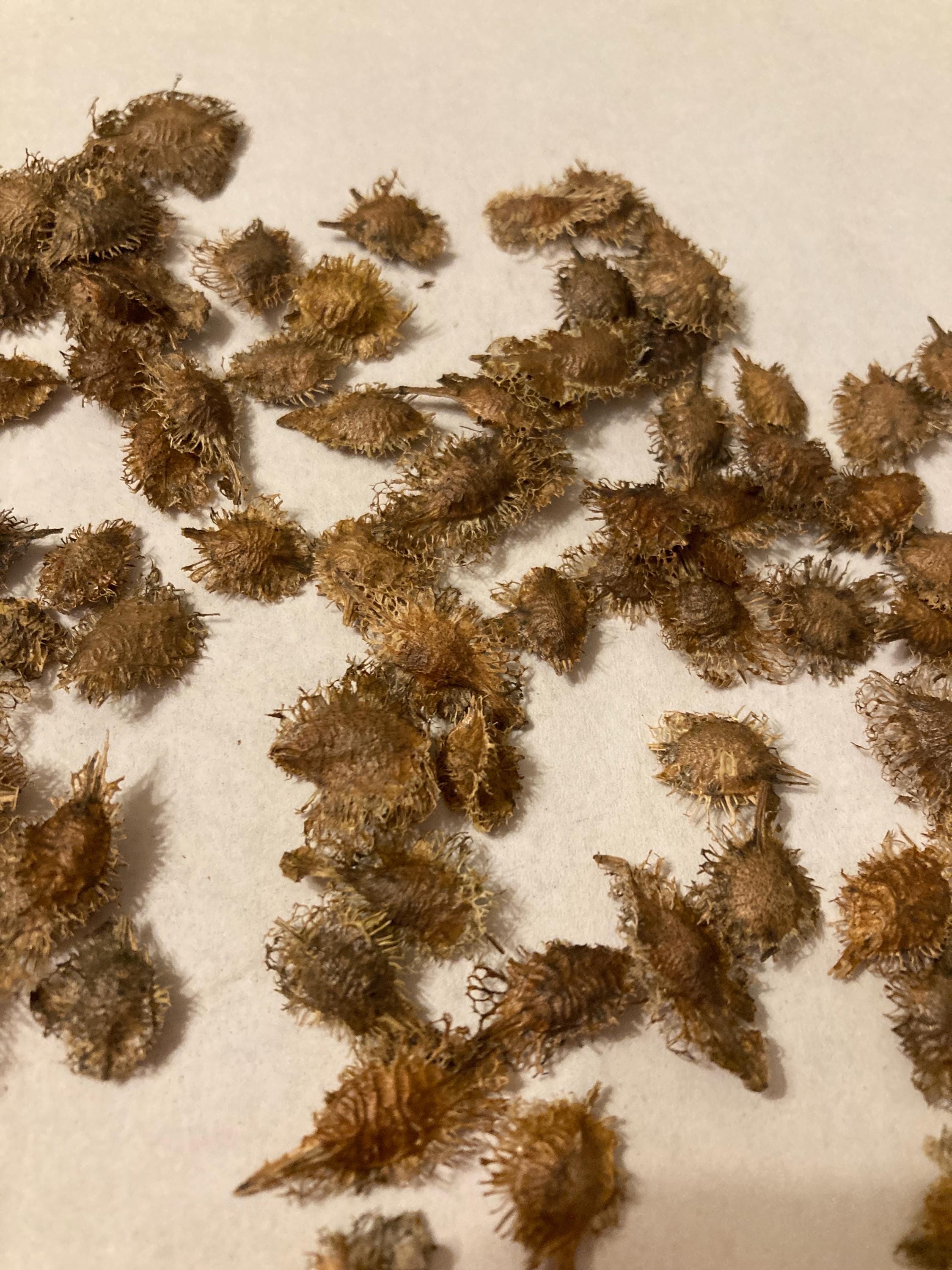Common Hoptree Tree Seeds (PTELEA TRIFOLIATA) (Stinking Ash, Wafer Ash ...