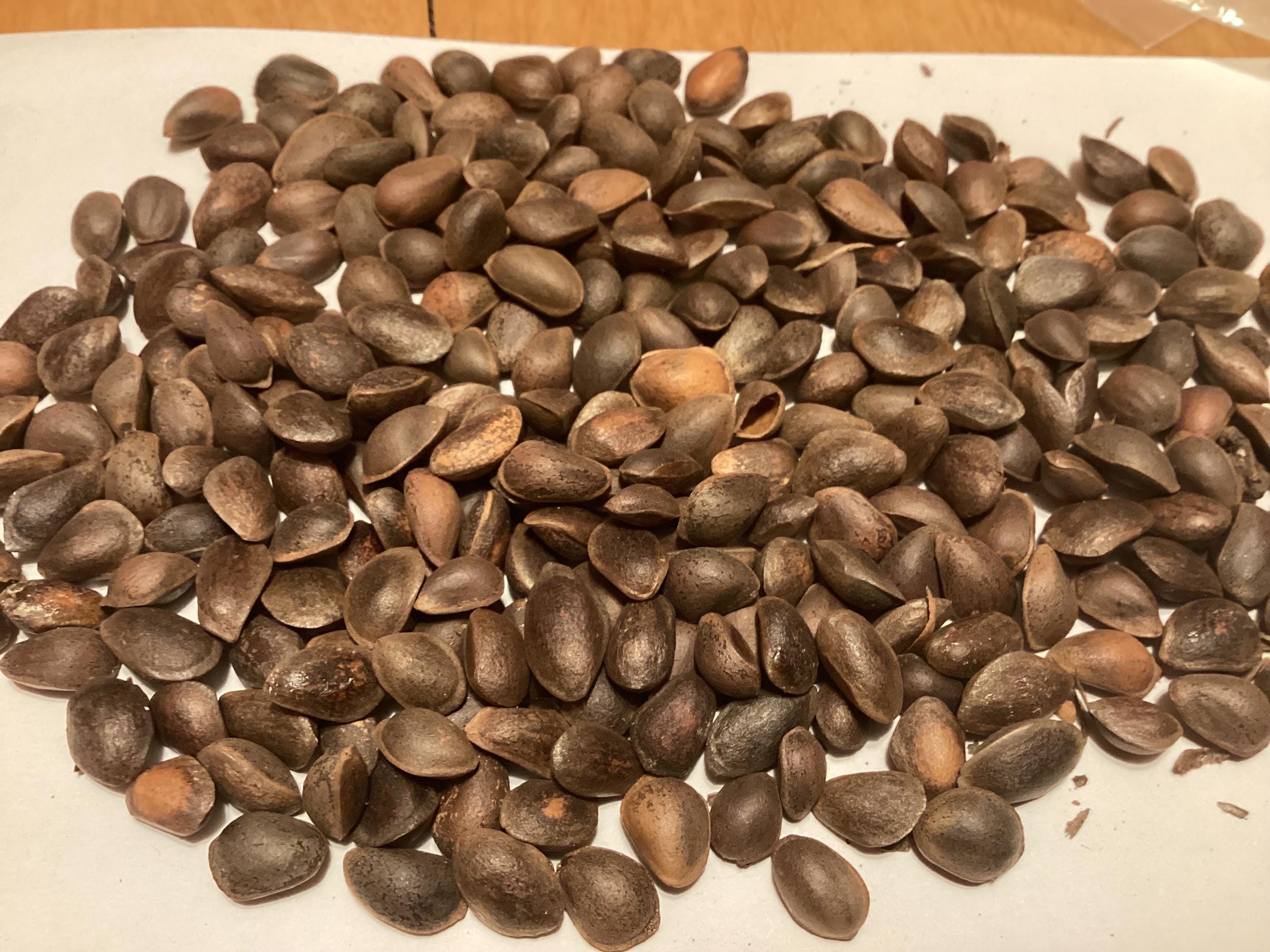 Border Pine Tree Seeds ((PINUS STROBIFORMIS) (Southwestern White Pine ...