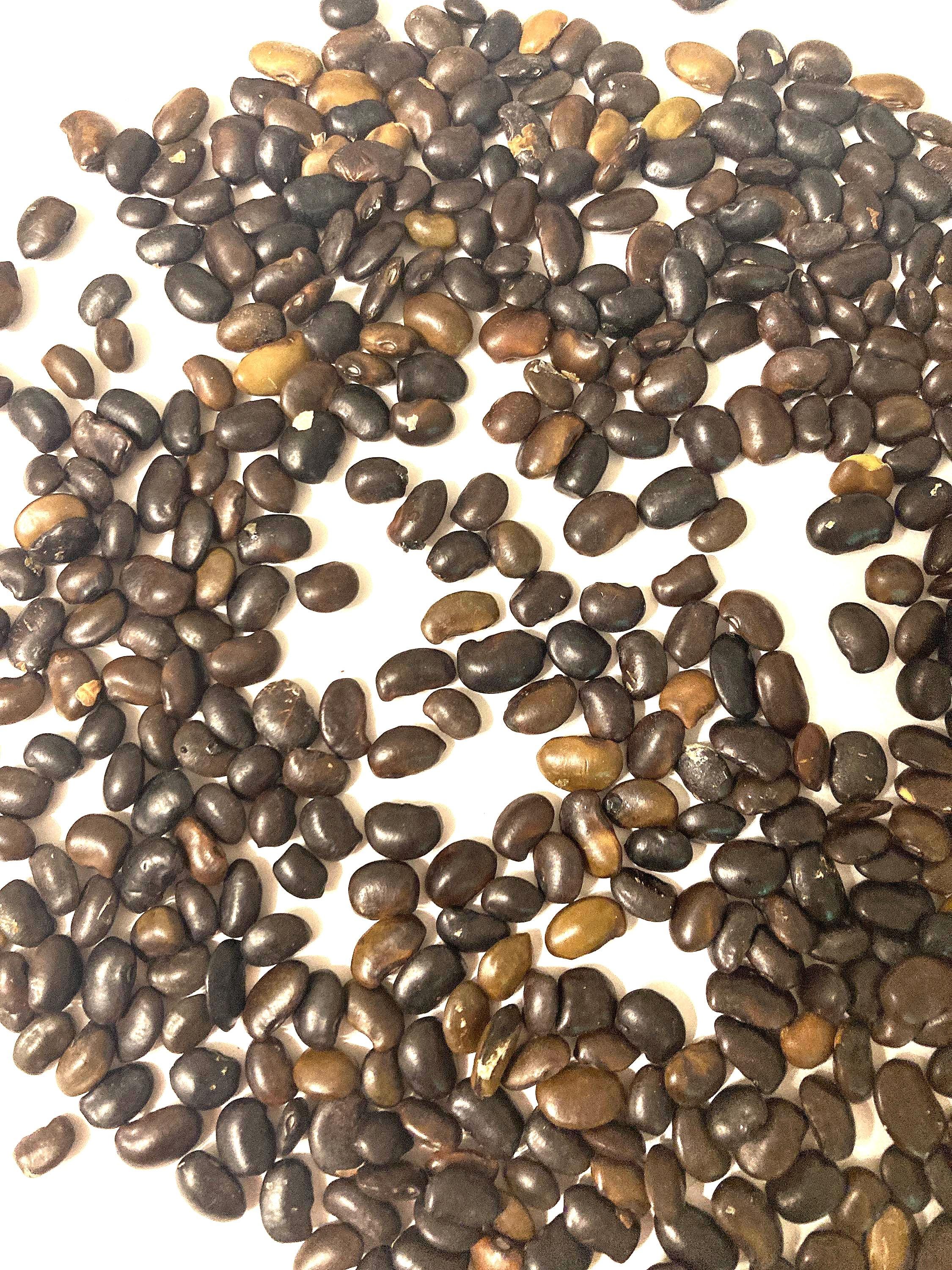 Japanese Pagoda Tree Seeds (SOPHORA JAPONICA) (Chinese Scholar Tree ...