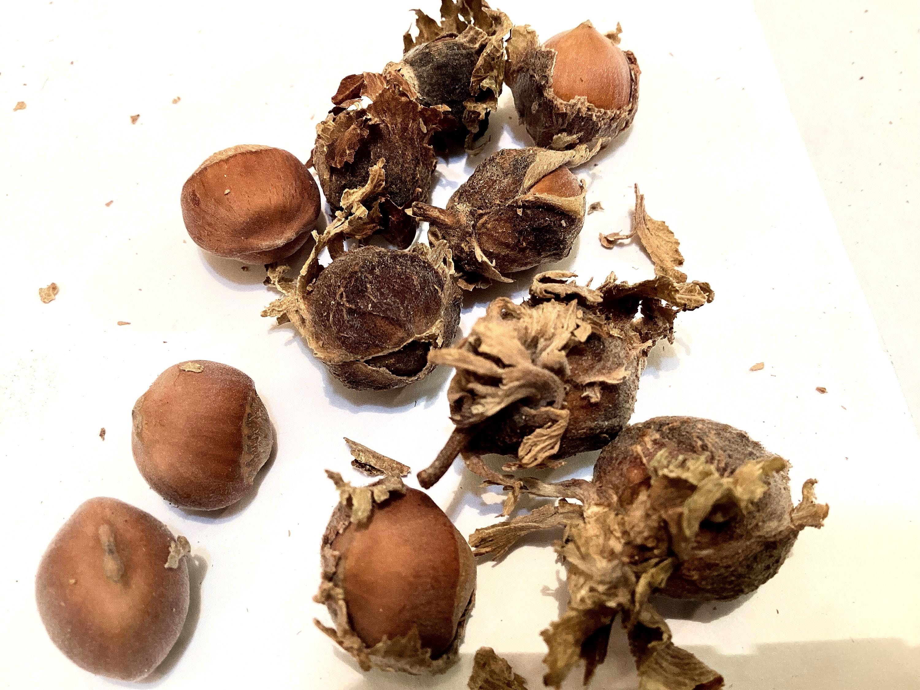 American Hazelnut Tree Seeds (CORYLUS AMERICANA) (American Filbert ...