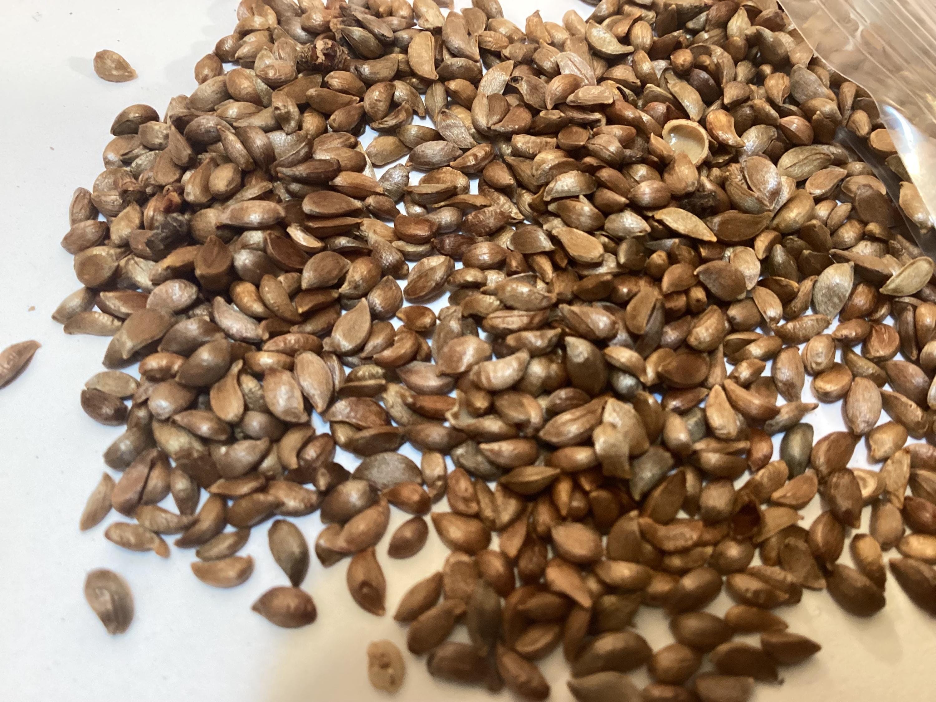 Siberian Crab Apple Tree Seeds (MALUS BACCATA) (Chinese Crabapple ...