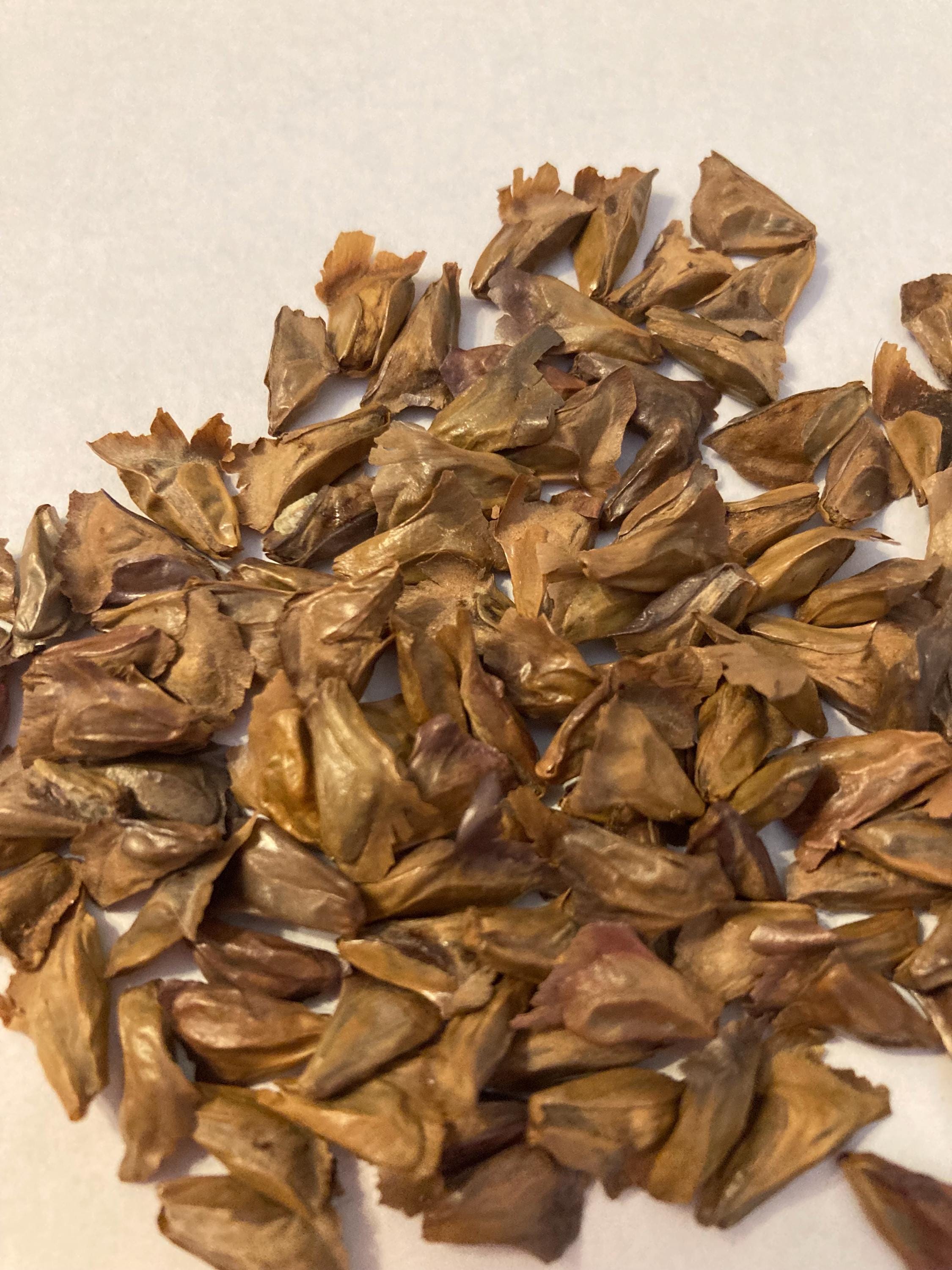 Bornmuller Fir Tree Seeds (Turkish Fir) | TreeSeedMan.Com TREE, SHRUB ...