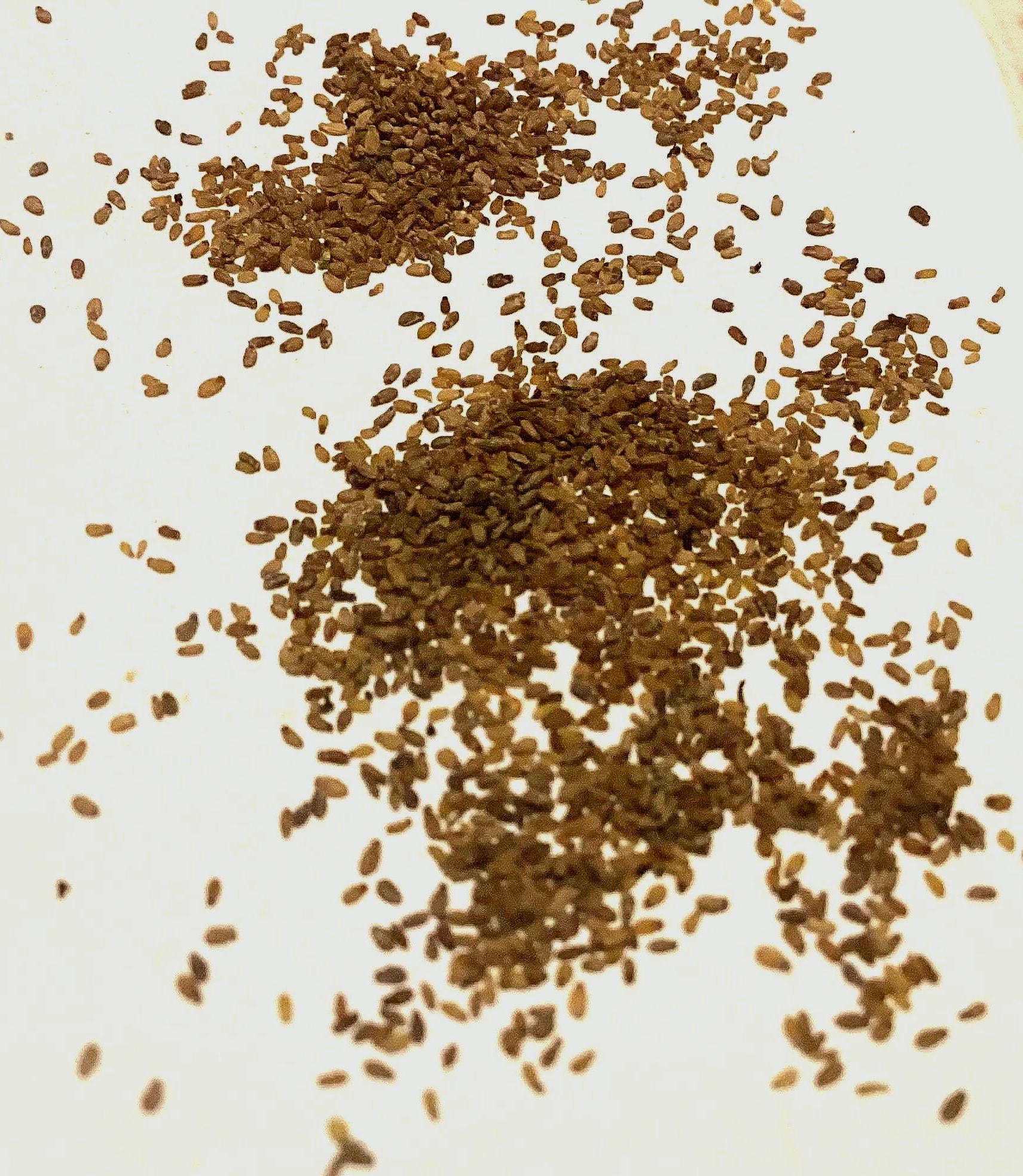 Quaking Aspen Tree Seeds (POPULUS TREMULOIDES) (Trembling Aspen ...