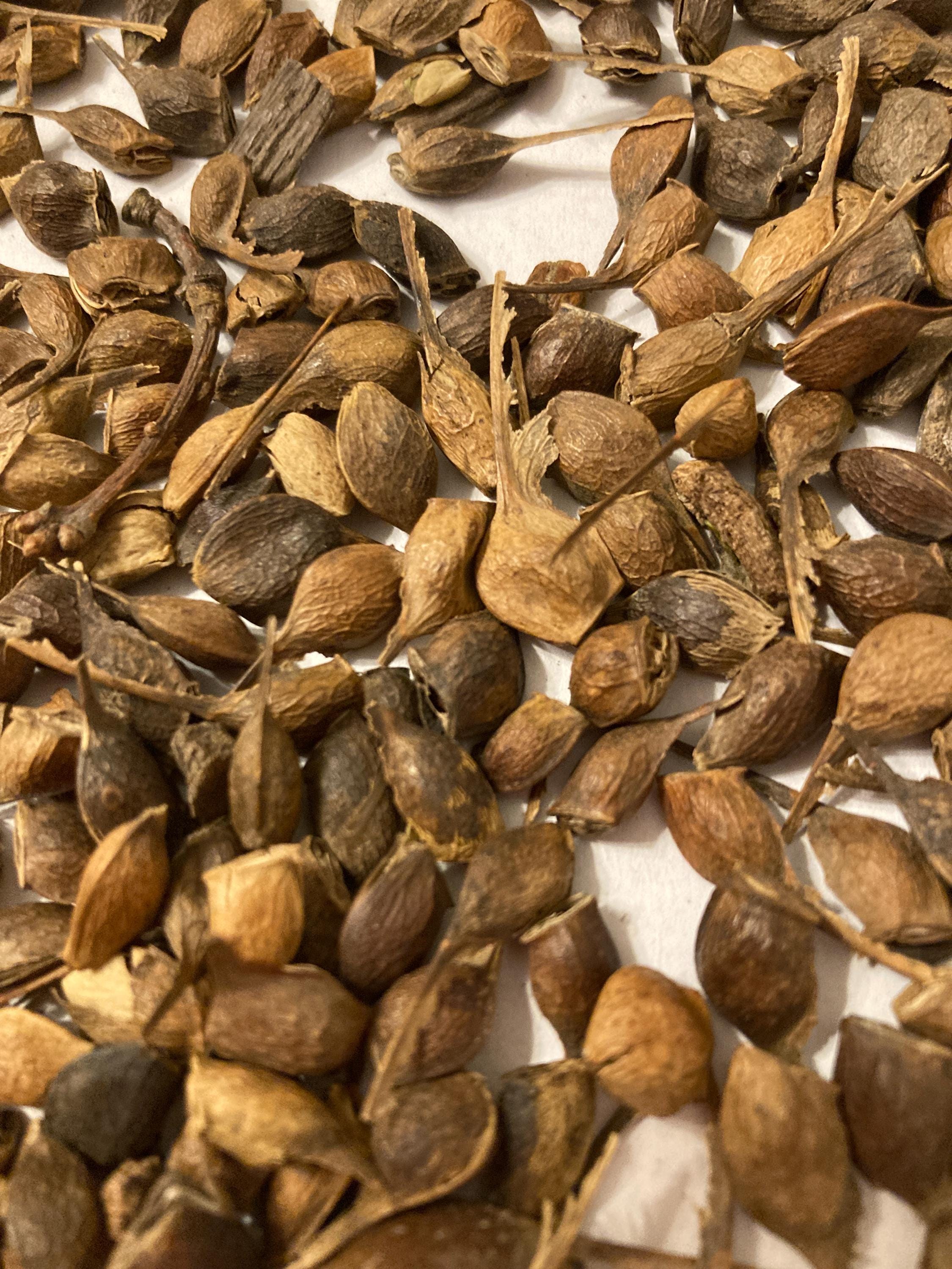 Sugar Maple Tree Seeds (ACER SACCHARUM) (Northern Sourced De-Winged ...