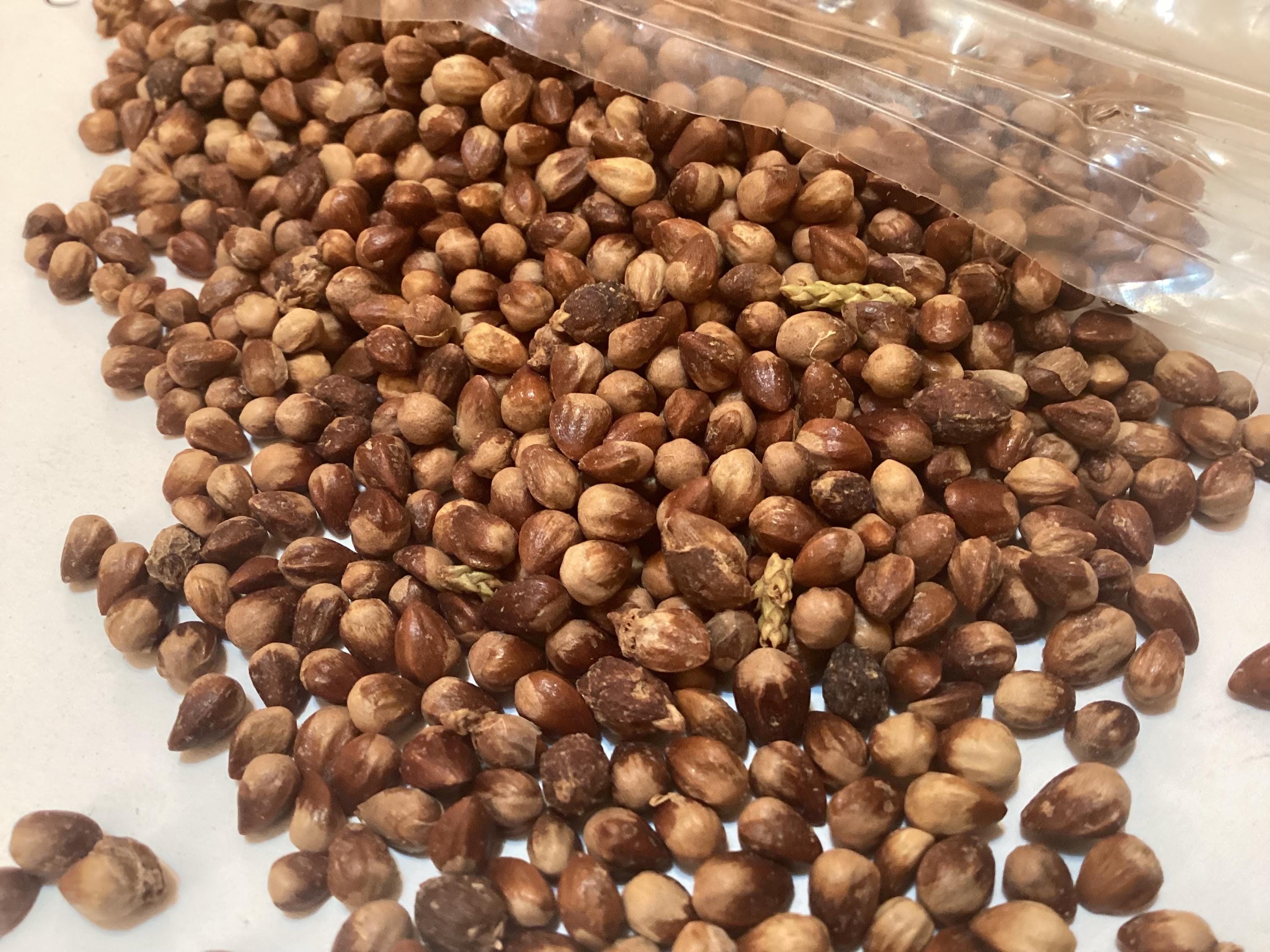 Single-Seed Juniper Tree Seeds (JUNIPERUS MONOSPERMA) (Cherrystone ...