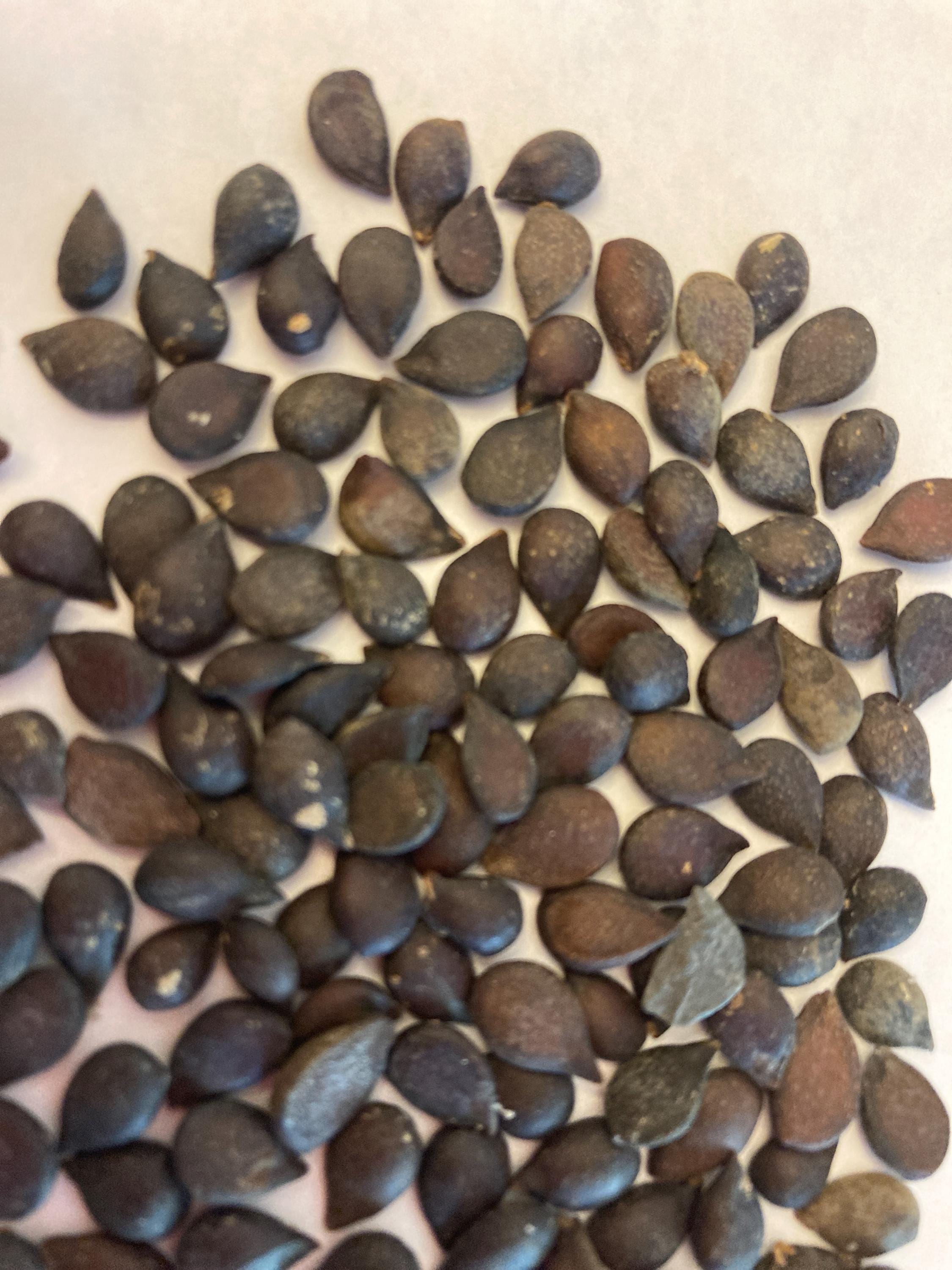 Sand Pear Tree Seeds (Pyrus Ussuriensis) | TreeSeedMan.Com TREE, SHRUB ...