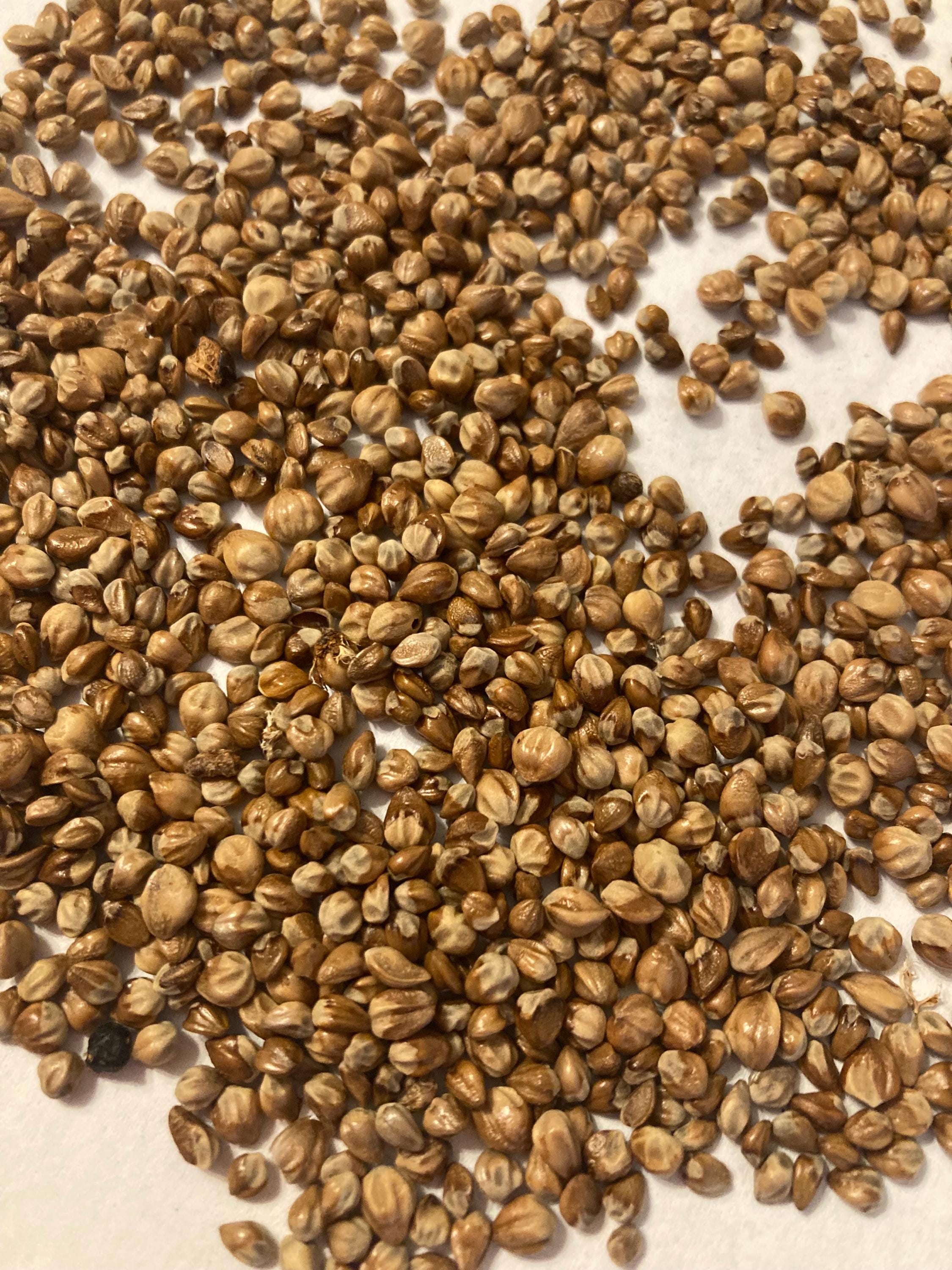 Rocky Mtn Juniper Tree Seeds (JUNIPERUS SCOPULORUM)(Western Juniper ...