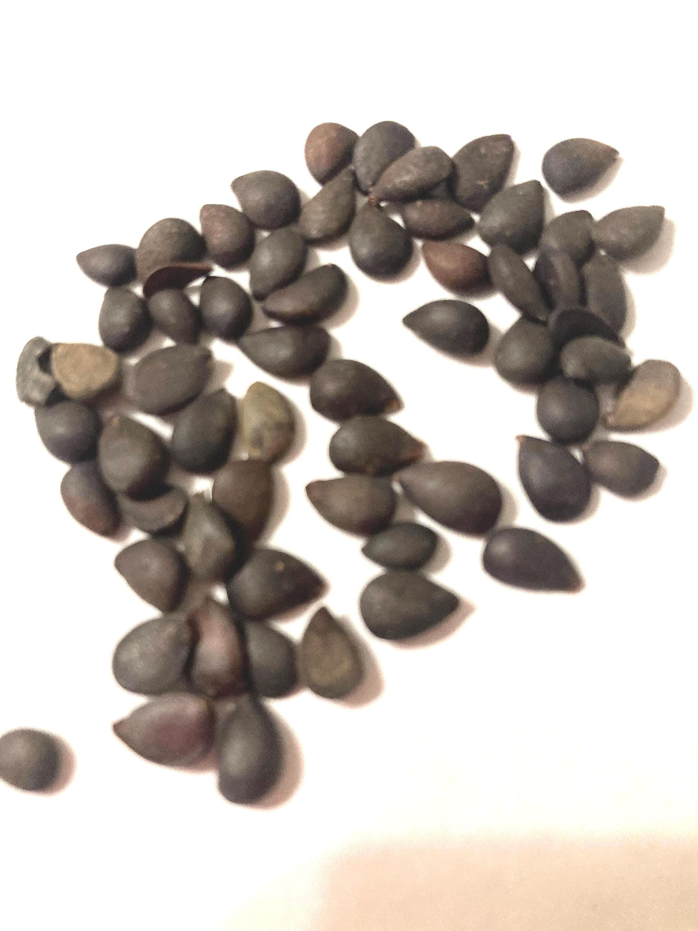 Dusky Pear Tree Seeds (PYRUS PHAEOCARPA) (Orange Pear) | TreeSeedMan ...