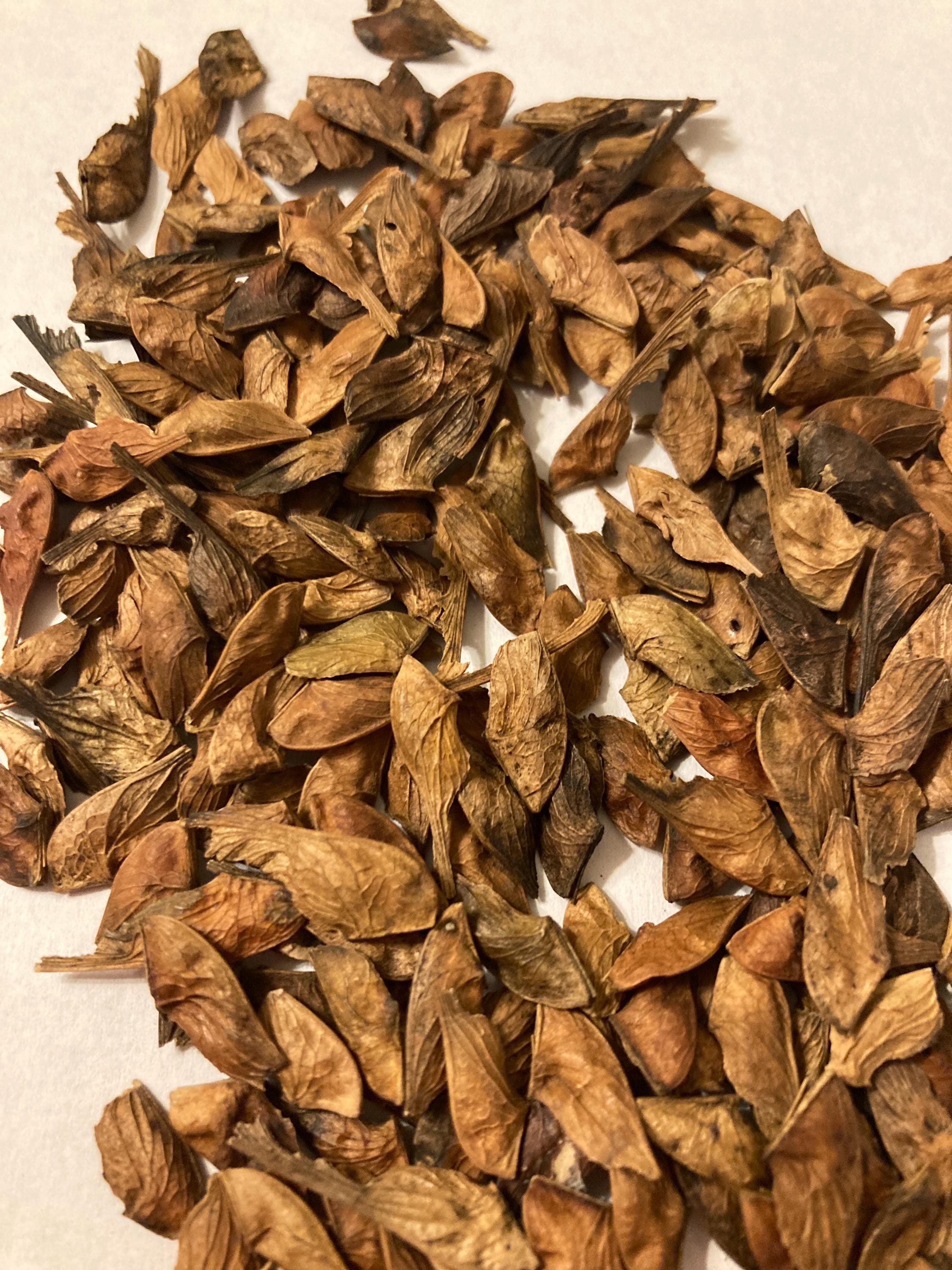 Tatarian Maple Tree Seeds (ACER TATARICUM DeWinged) (Tartar Maple ...