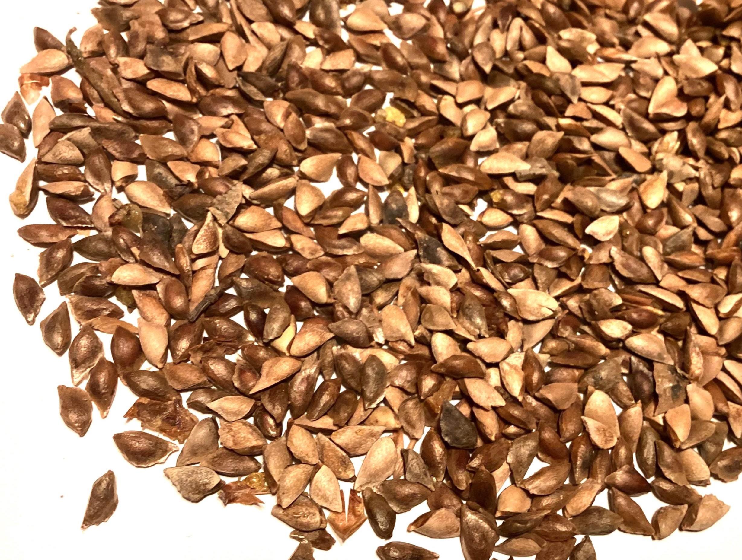 Douglas Fir Tree Seeds (PSEUDOTSUGA MENZIESII) | TreeSeedMan.Com TREE ...