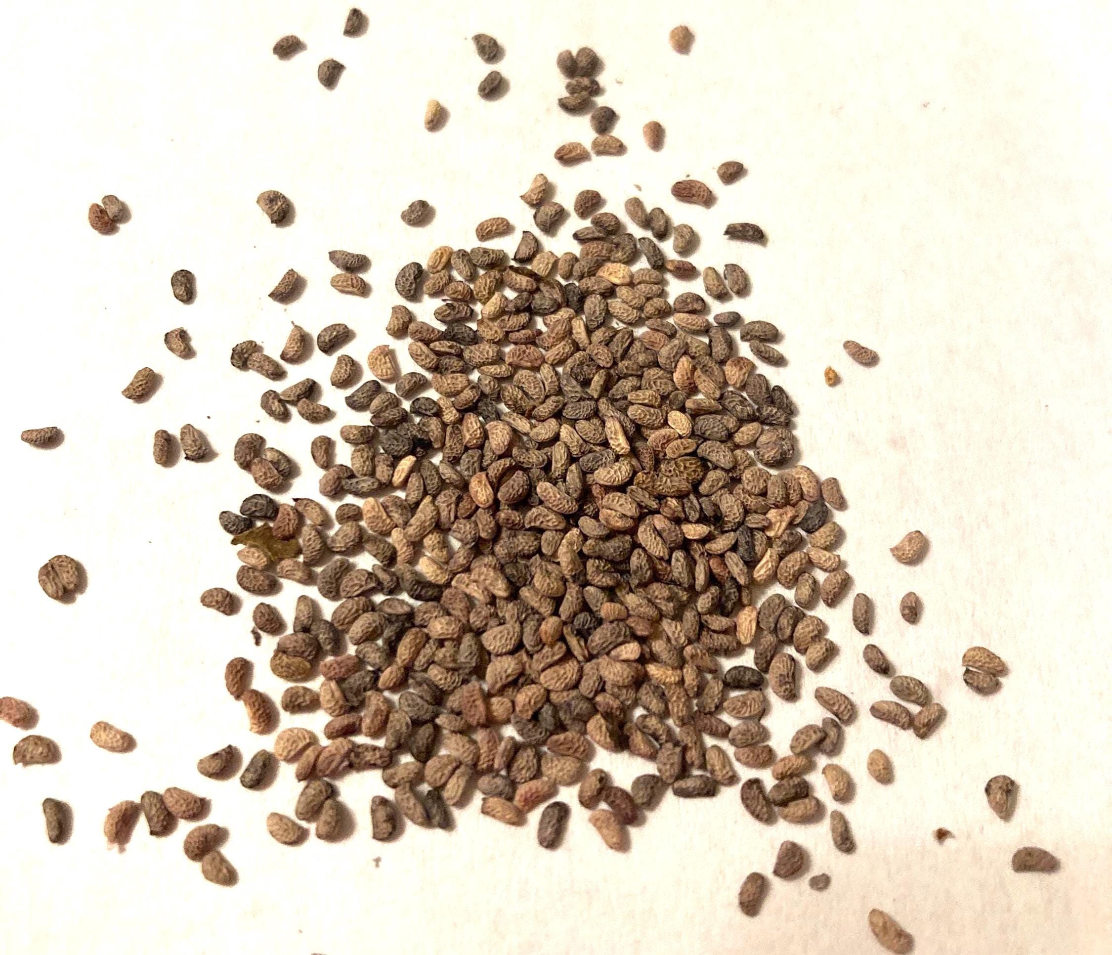 Red Raspberry Seeds (RUBUS IDAEUS) (European Raspberry) (Framboise ...