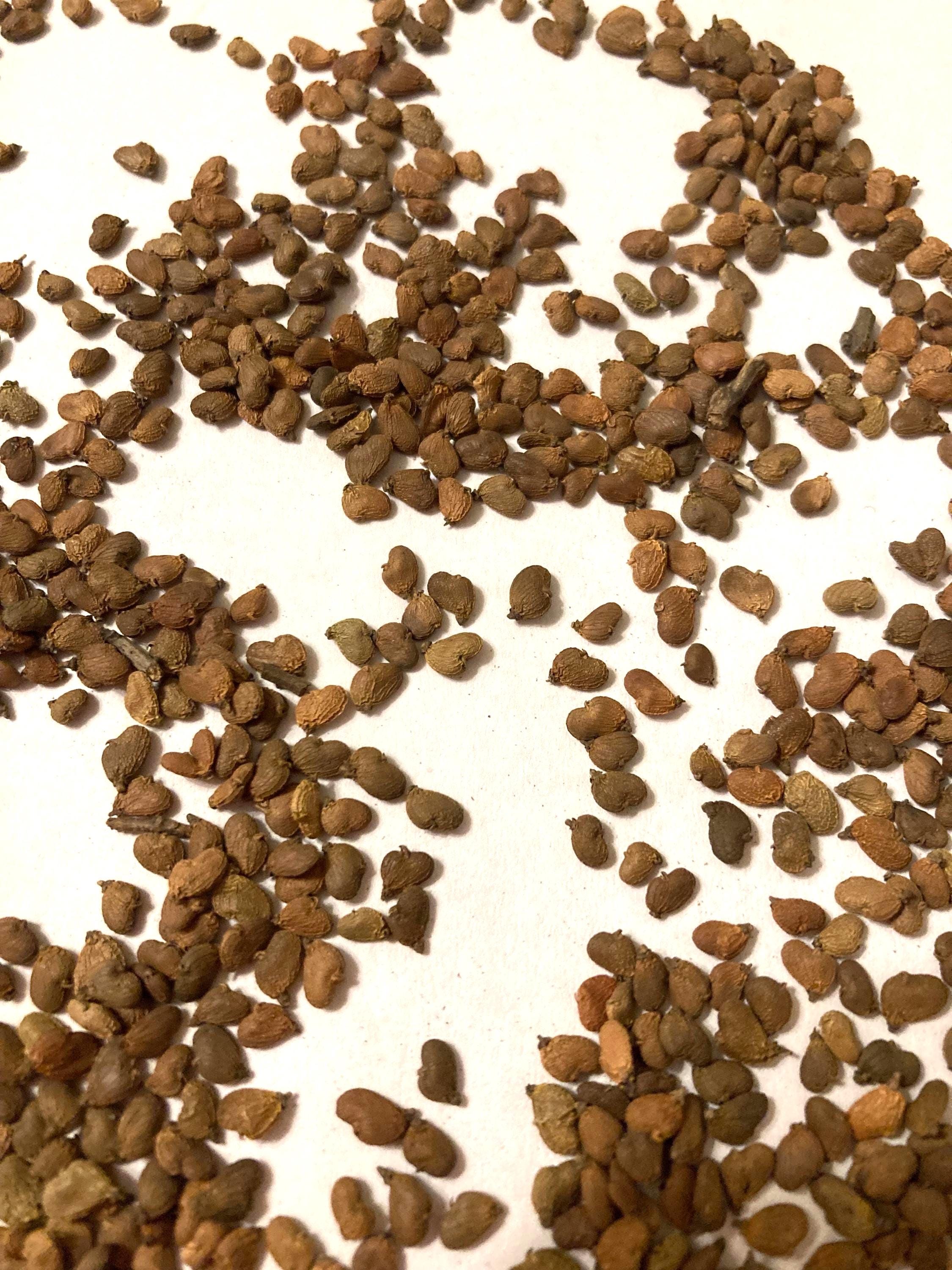Smoketree Shrub Seeds (COTINUS COGGYGRIA) (Smoke Bush) (European ...