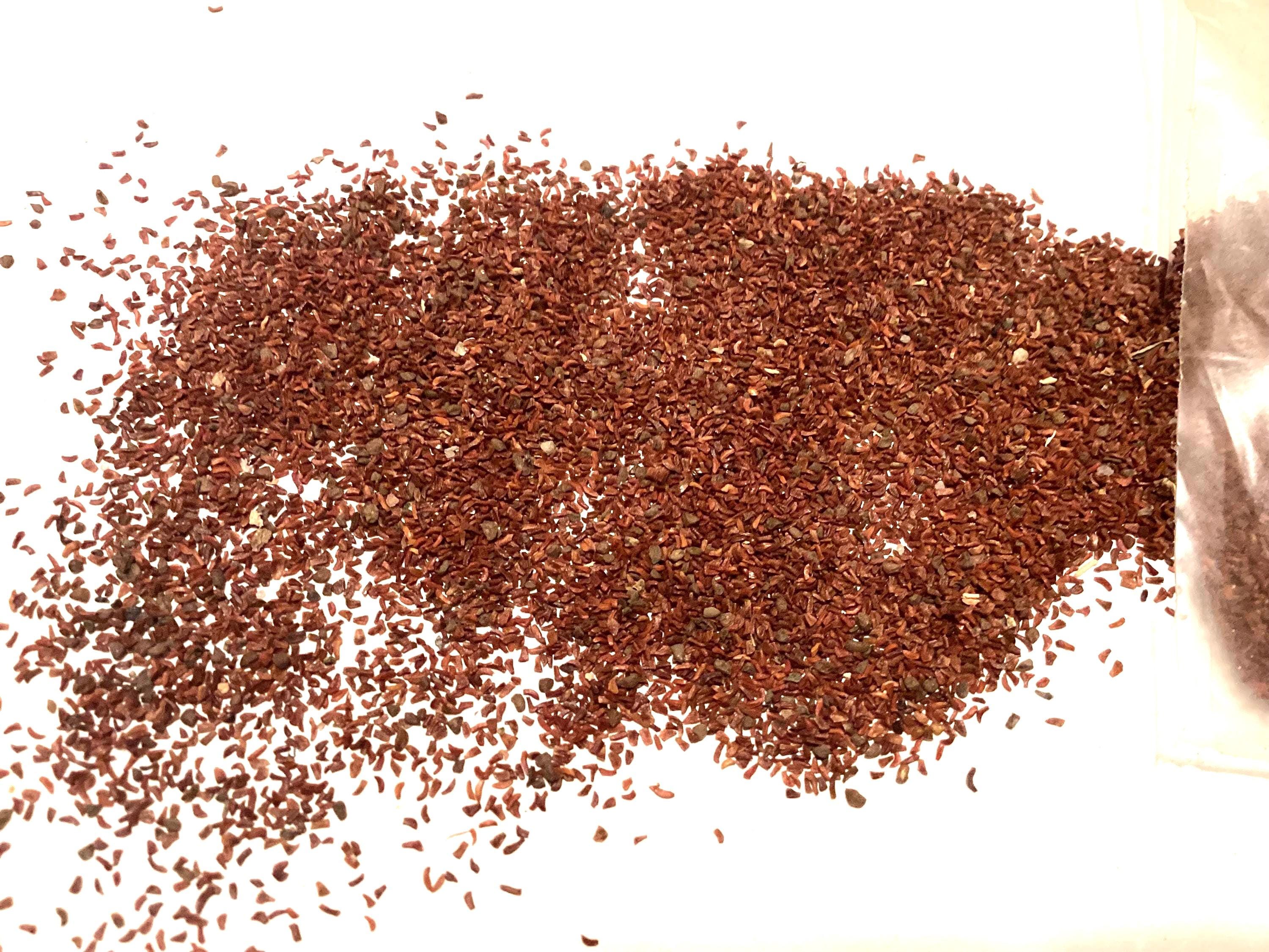 Swamp Mahogany Tree Seeds (EUCALYPTUS ROBUSTA) (Swamp Messmate ...
