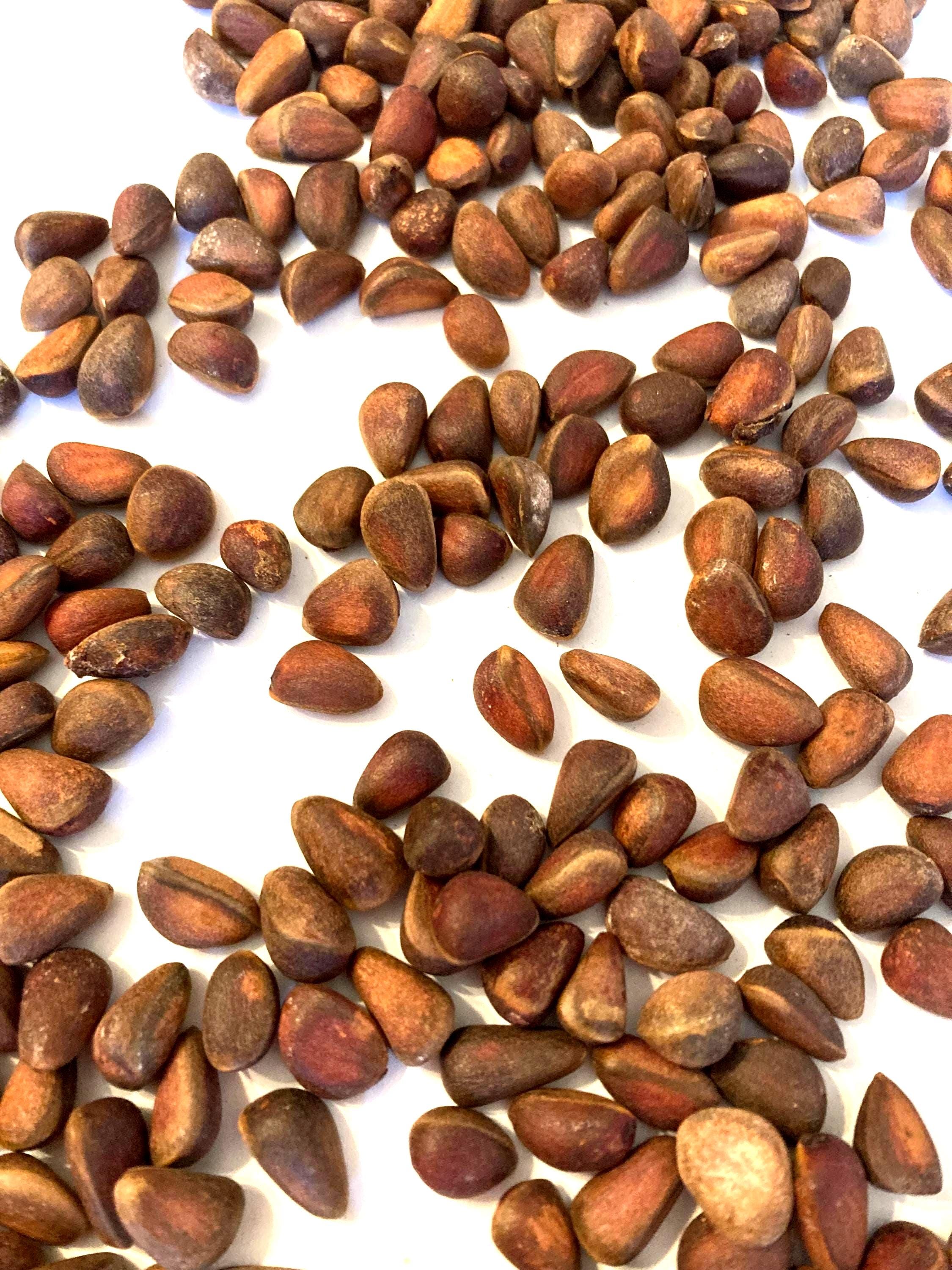 Arolla Pine Tree Seeds (PINUS CEMBRA)(Swiss Stone Pine) | TreeSeedMan ...