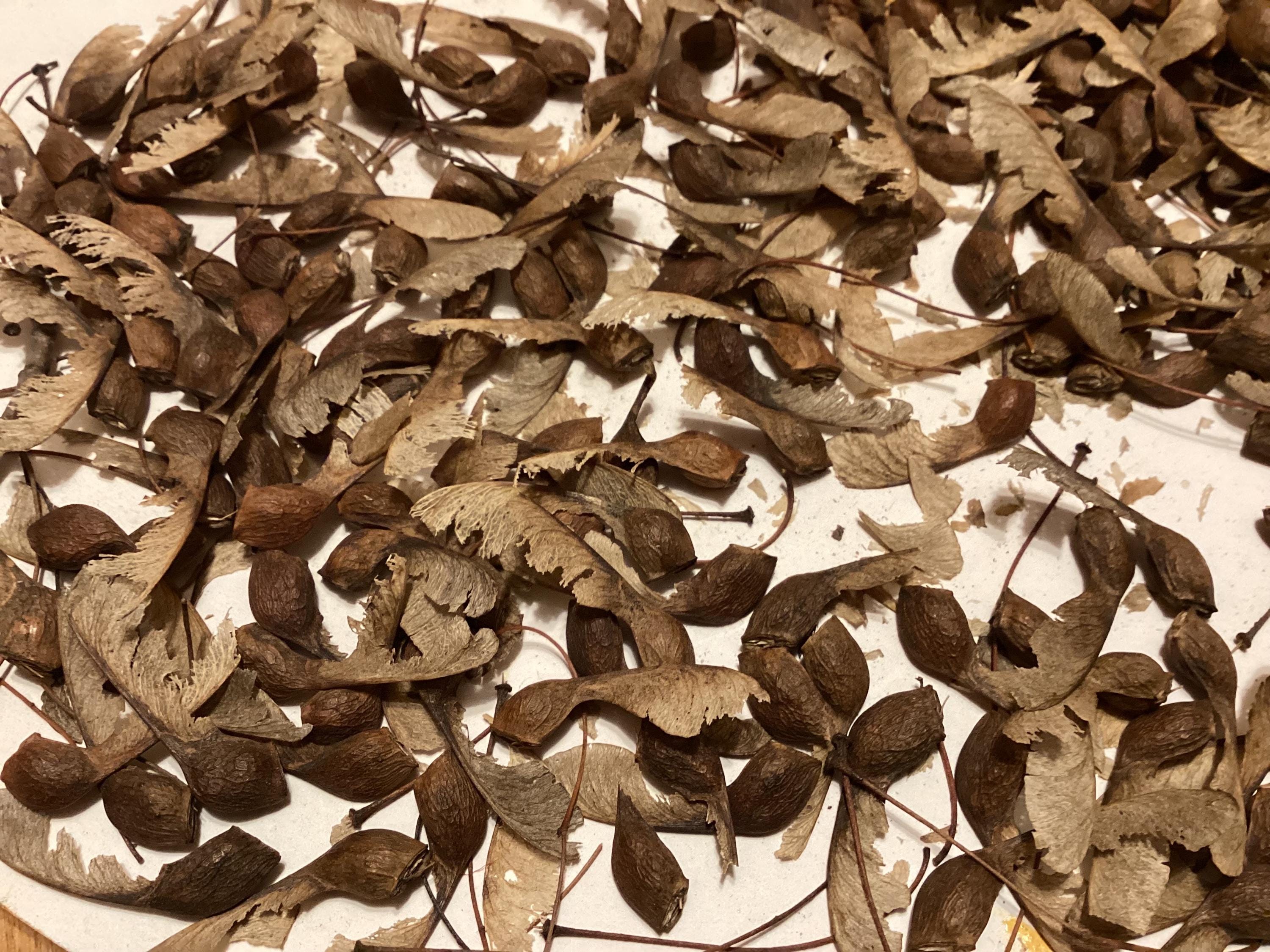 Northern Sugar Maple Tree Seeds (ACER SACCHARUM) (Canada Maple) (Sugar ...