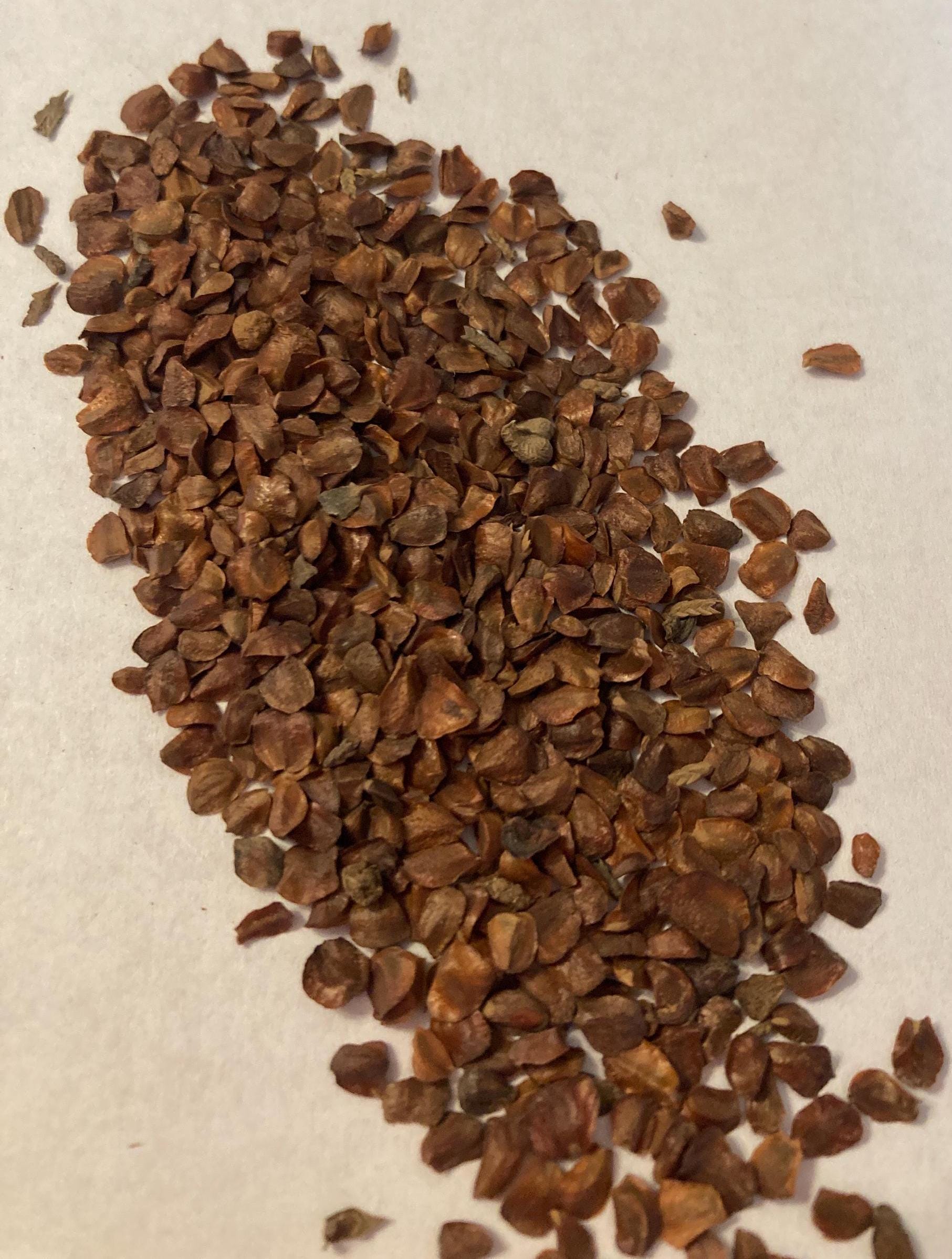 Mourning Cypress Tree Seeds (CUPRESSUS FUNEBRIS) (Chinese Weeping ...