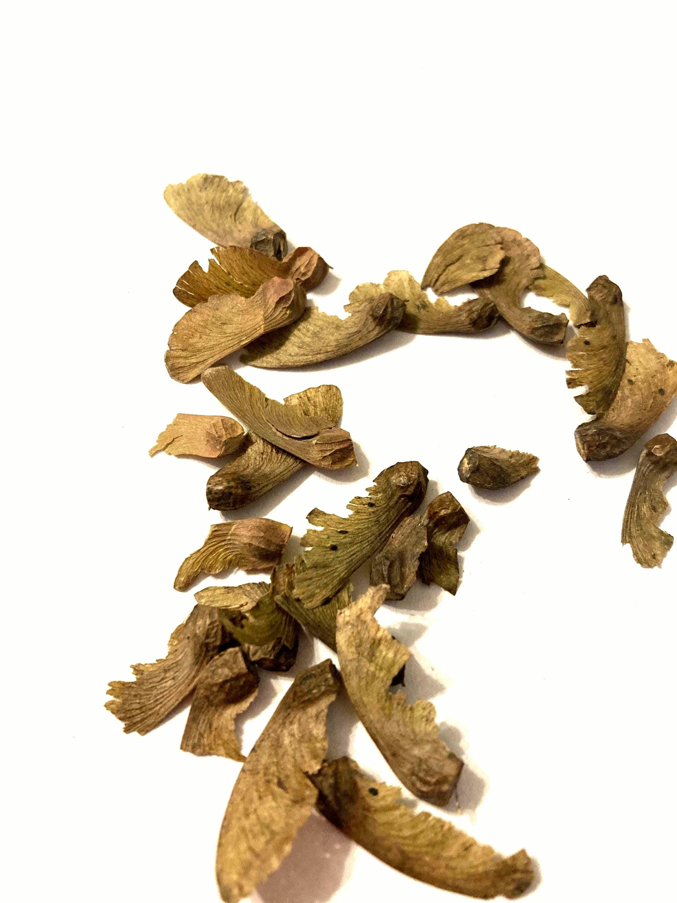 Thunder Japanese Maple Tree Seeds (ACER PALMATUM "Inazuma Dry Seed ...