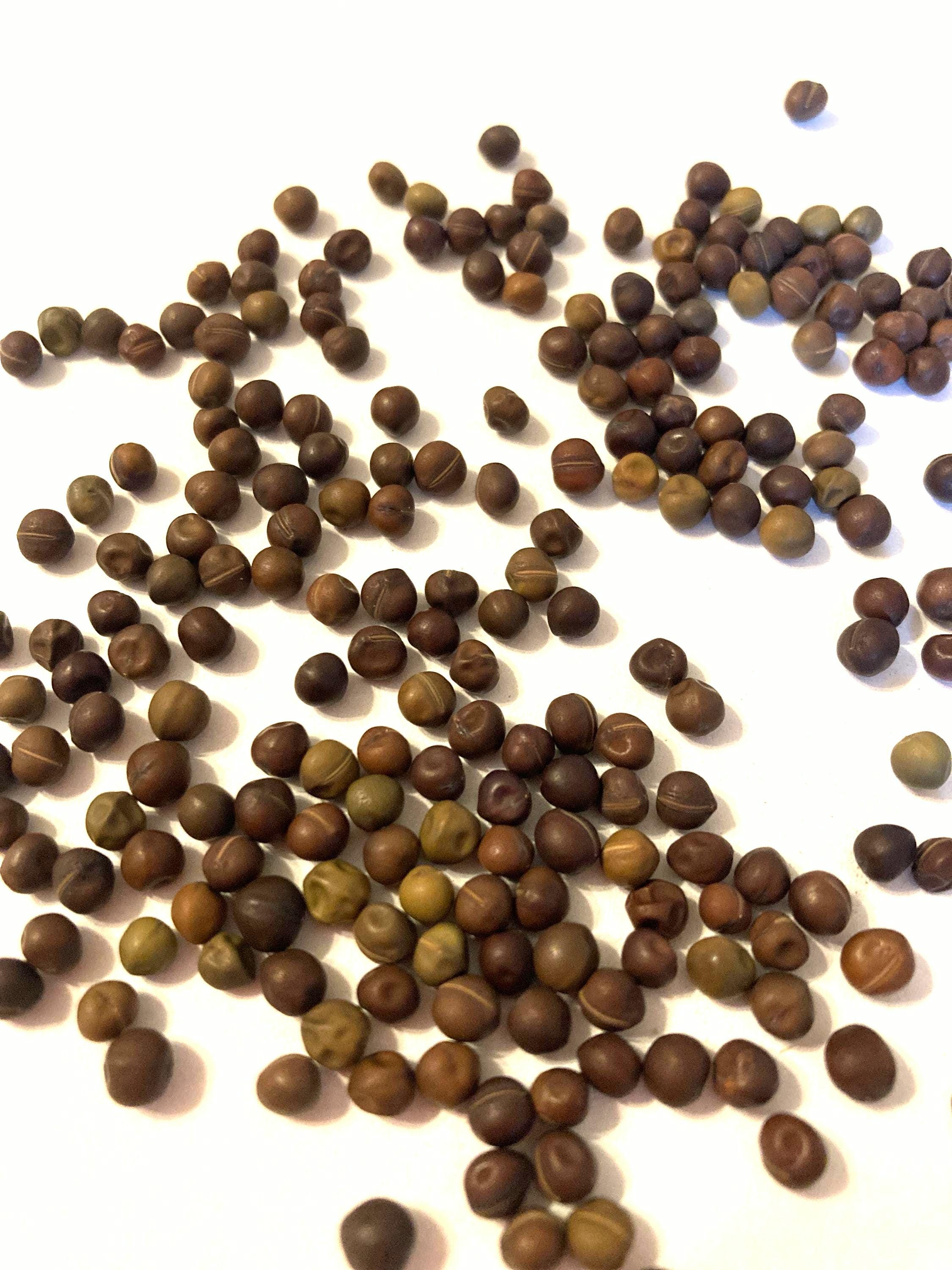 Beach Pea Vine Seeds (LATHYRUS MARITIMA) (Heath Pea) (L. Japonicus ...