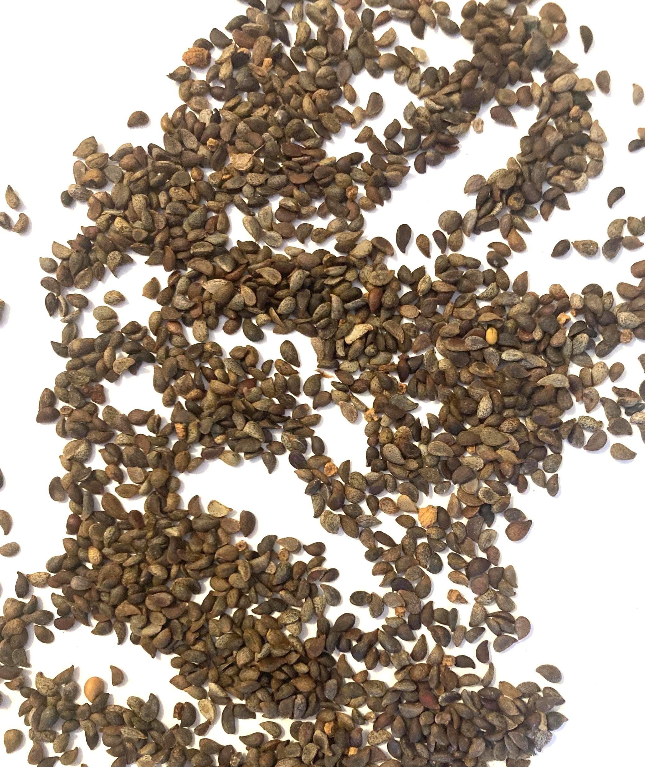 Bradford Pear Tree Seeds (PYRUS CALLERYANA) (Callery Pear ...
