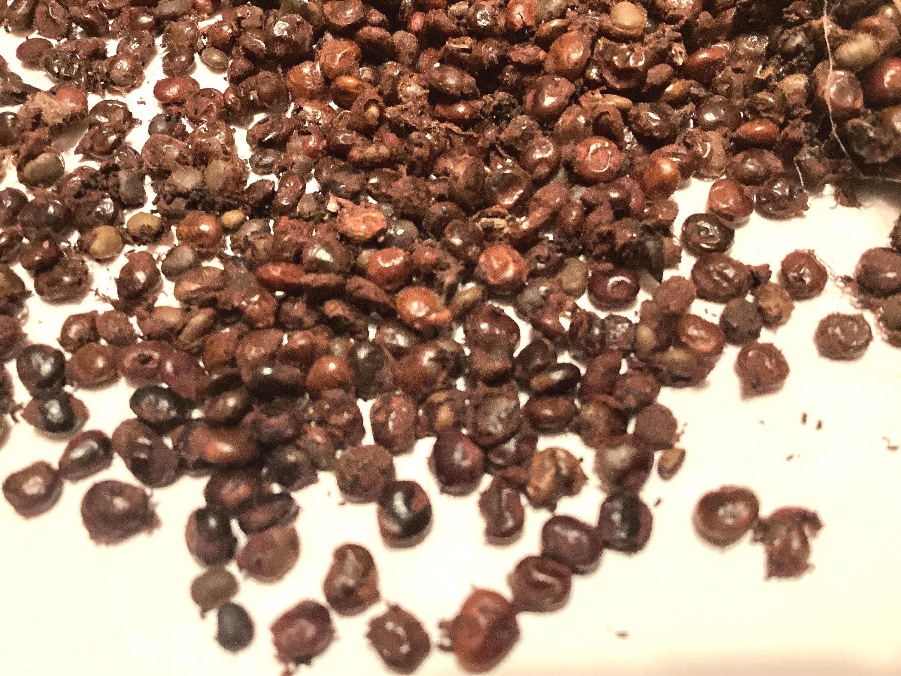 Potanin Sumac Tree Seeds (RHUS POTANINII) (Chinese Sumac) | TreeSeedMan ...