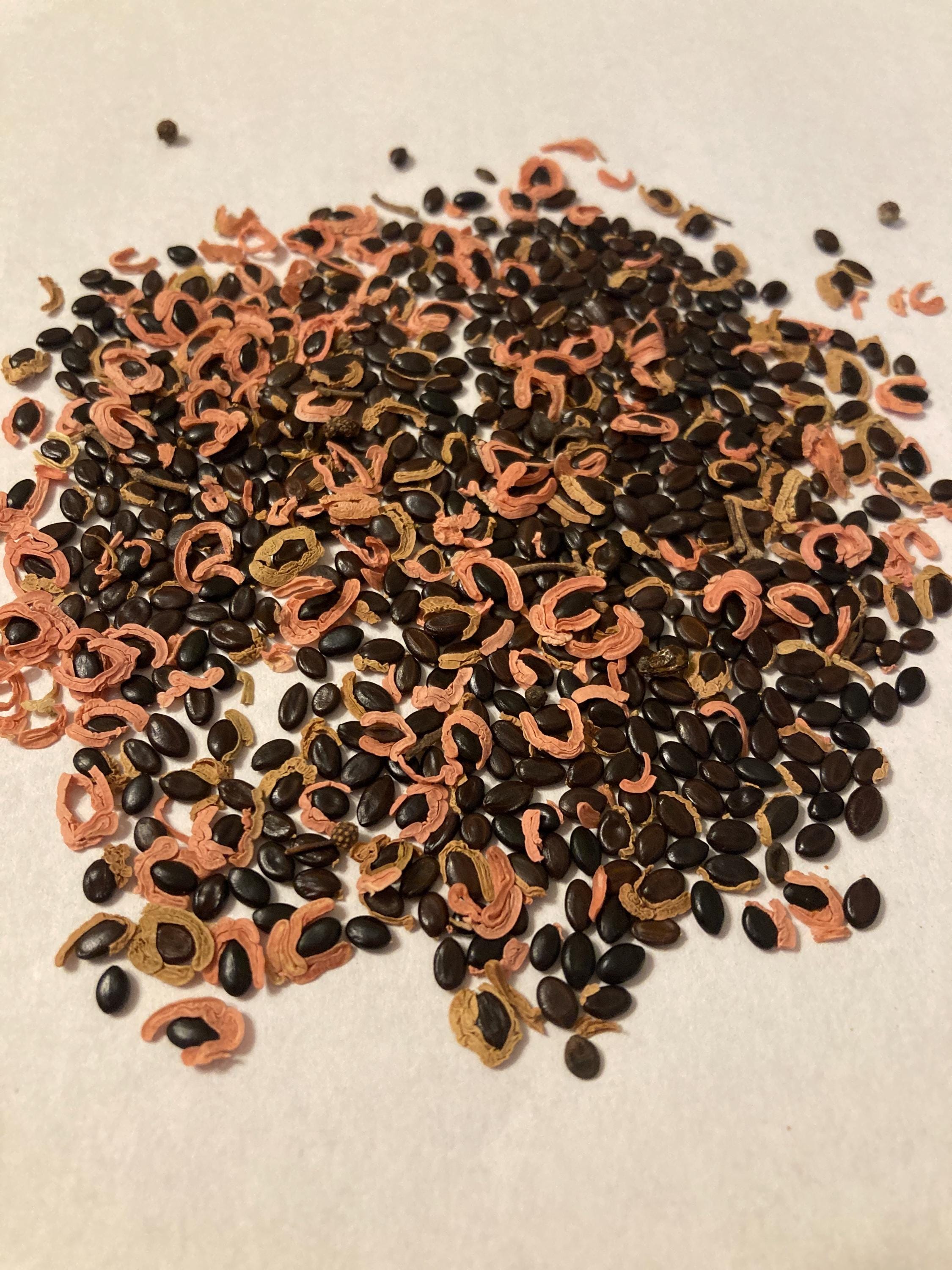 Sally Wattle Tree Seeds (ACACIA MELANOXYLON) (Blackwood Acacia, Black ...