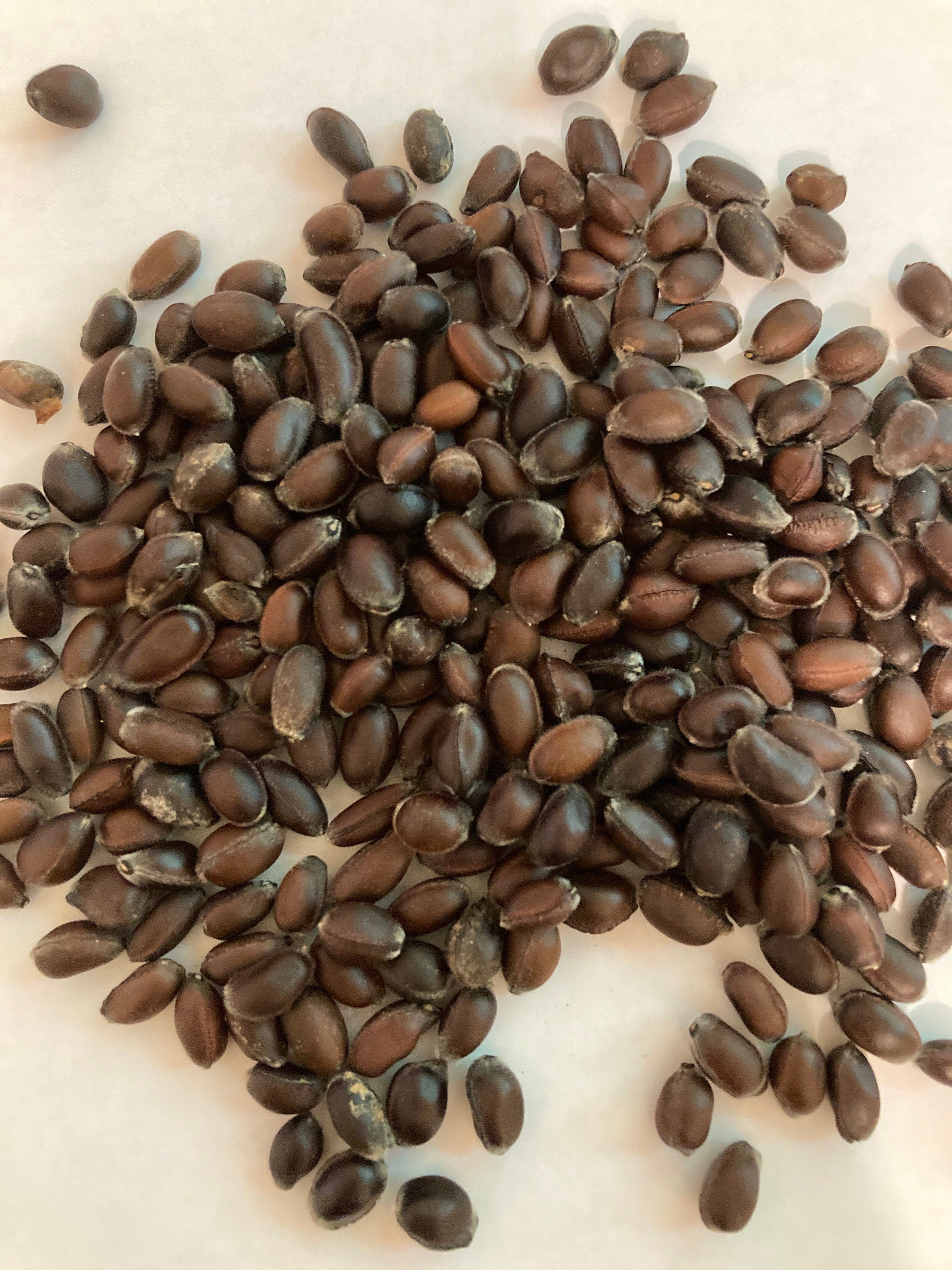 Strawberry Shrub Seeds (CALYCANTHUS FLORIDUS) (Eastern Sweet Shrub ...