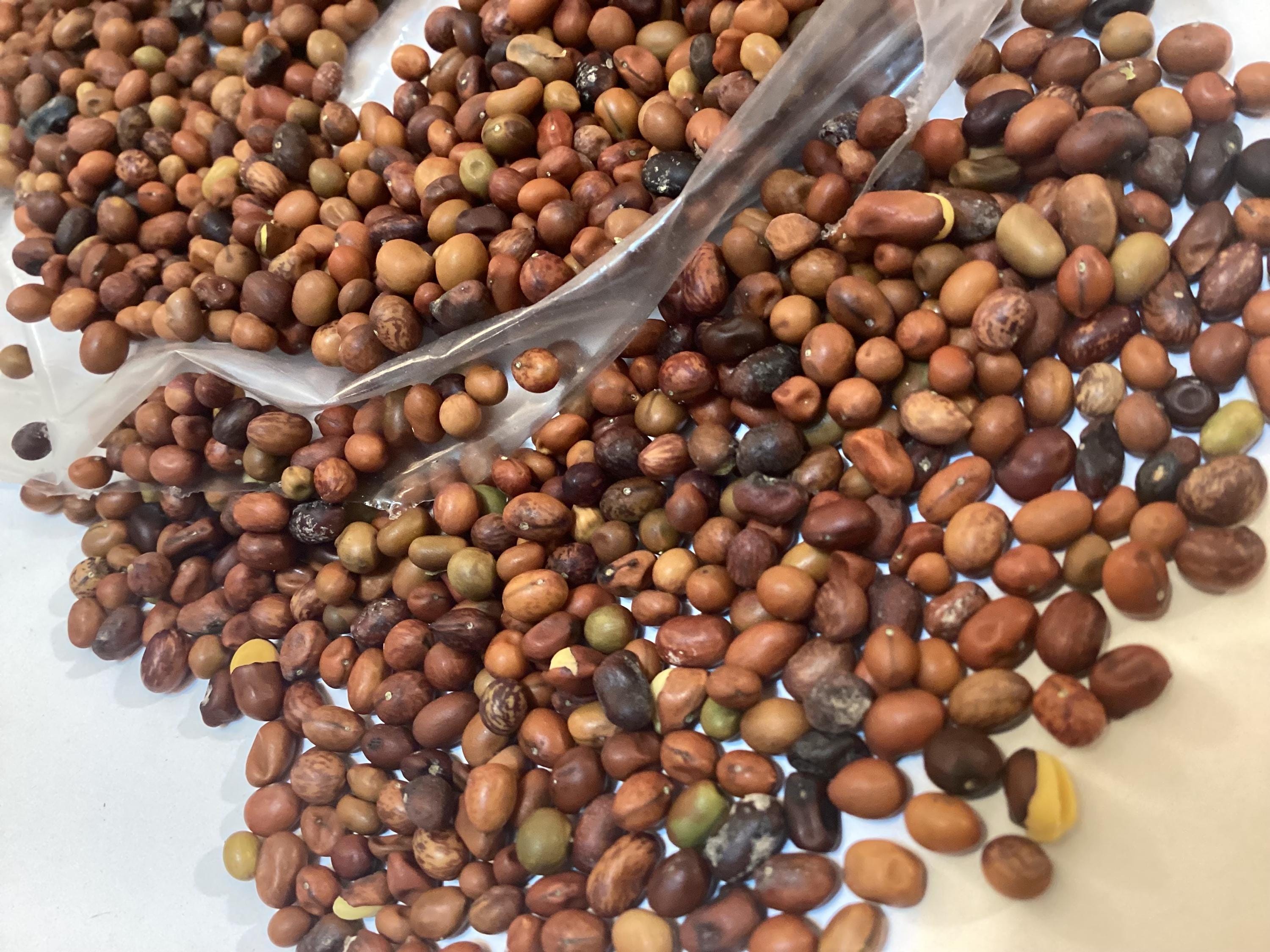 Siberian Pea Tree Seeds (CARAGANA ARBORESCENS) (Caragana Shrub ...