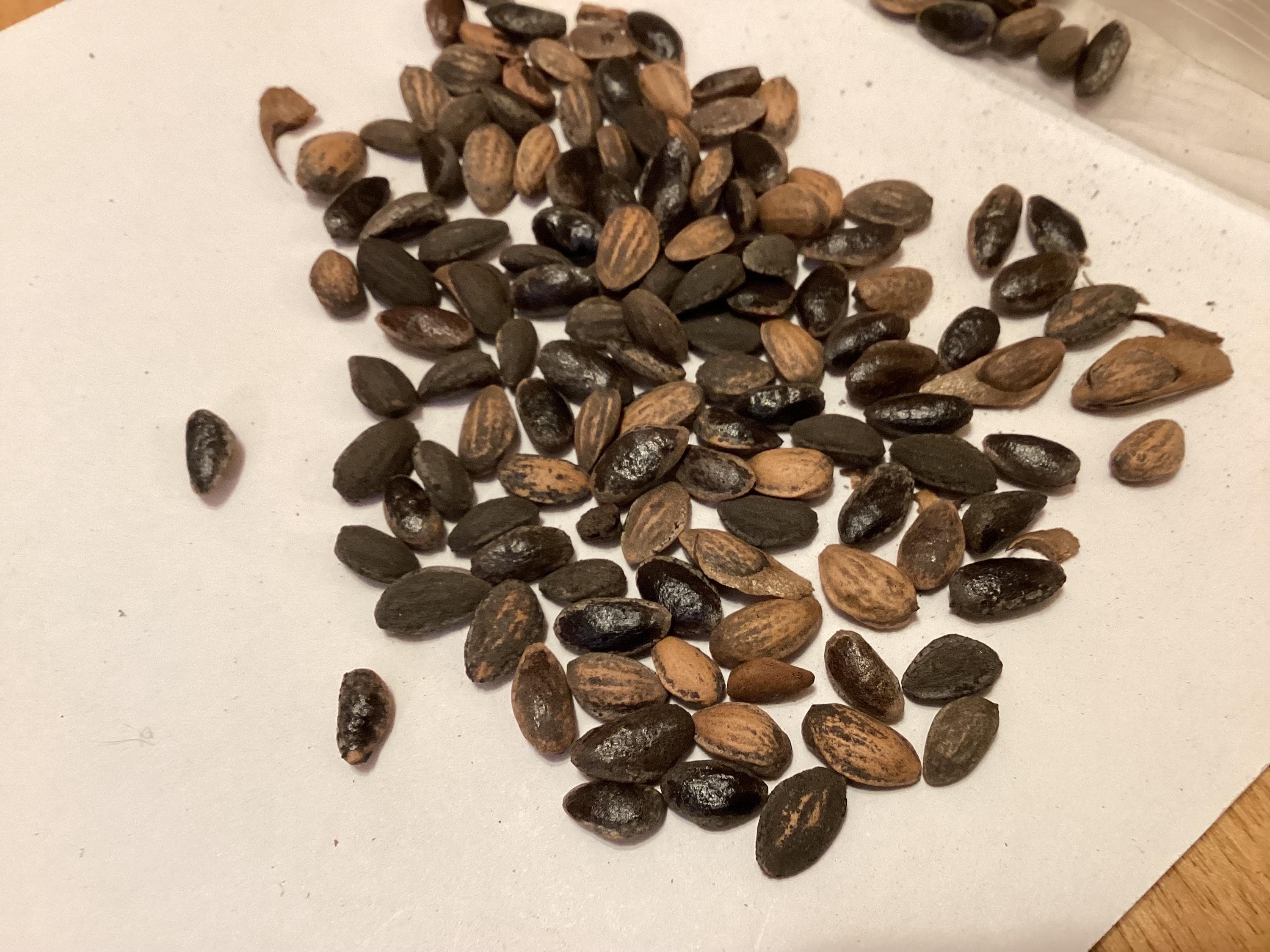 Maritime Pine Tree Seeds (PINUS PINASTER) (Cluster Pine) | TreeSeedMan ...