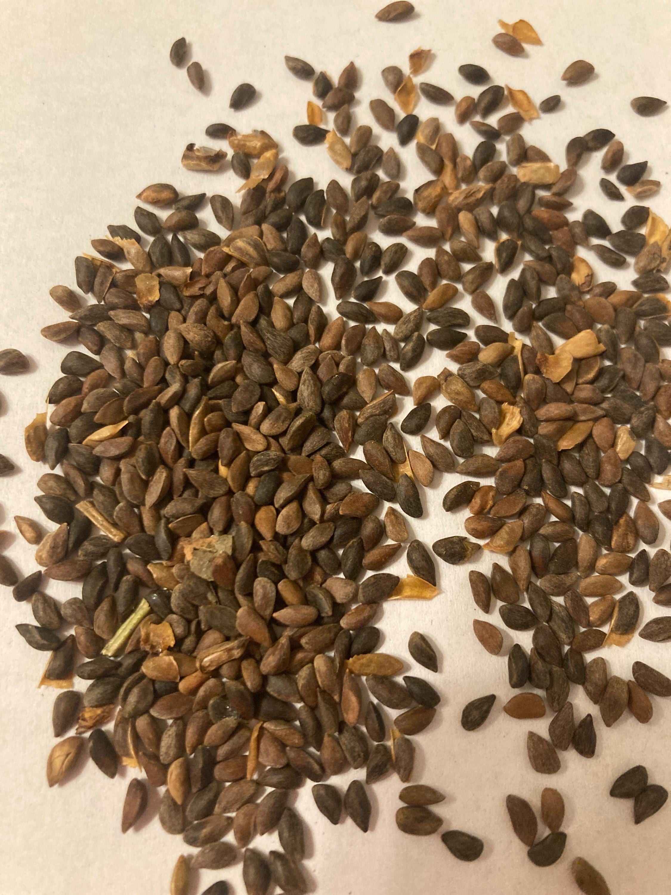 Dragon Spruce Tree Seeds (PICEA ASPERATA) | TreeSeedMan.Com TREE, SHRUB ...