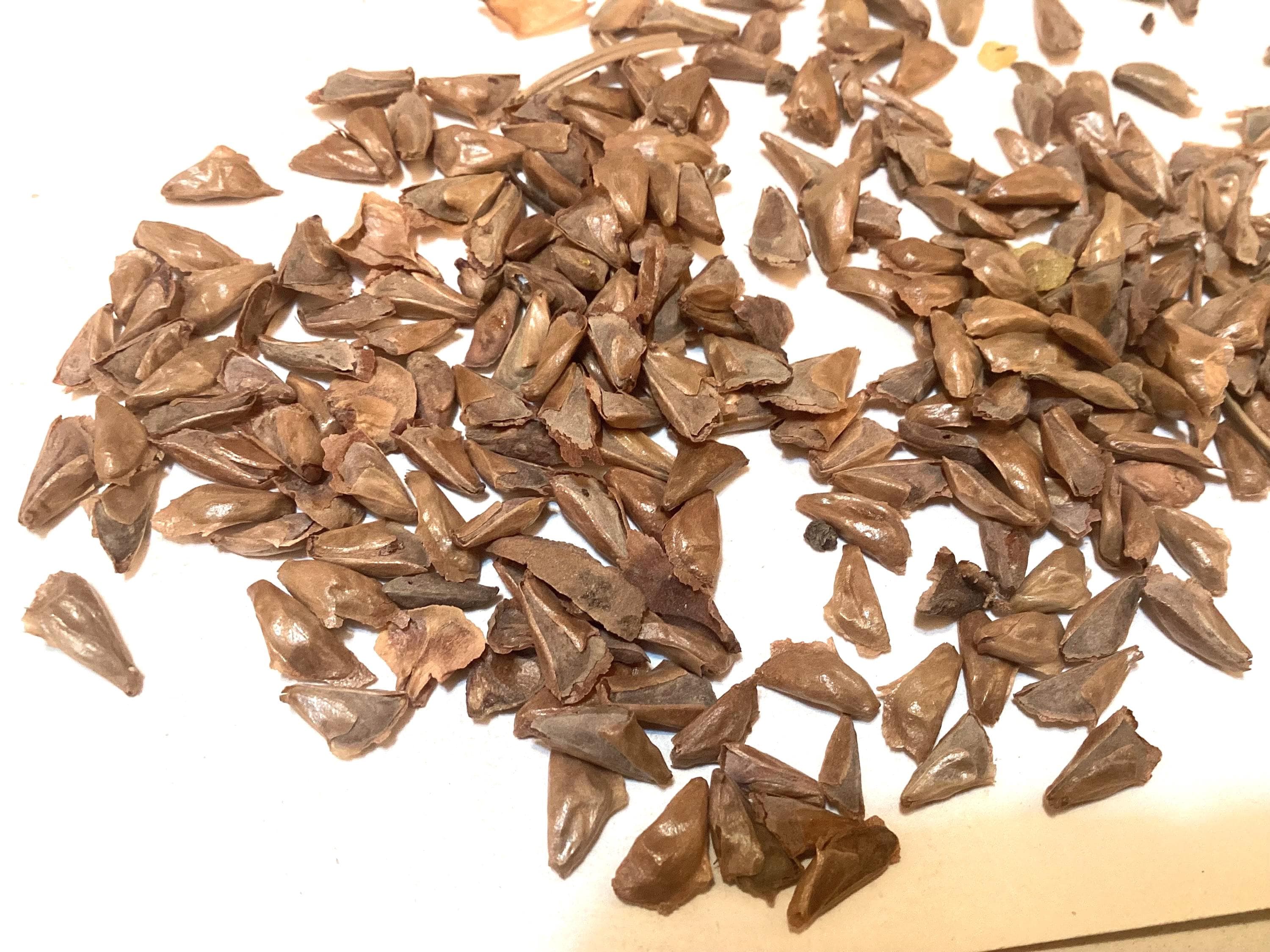 Giant Fir Tree Seeds (ABIES GRANDIS Inland Ecotype) (Clearwater Grand ...