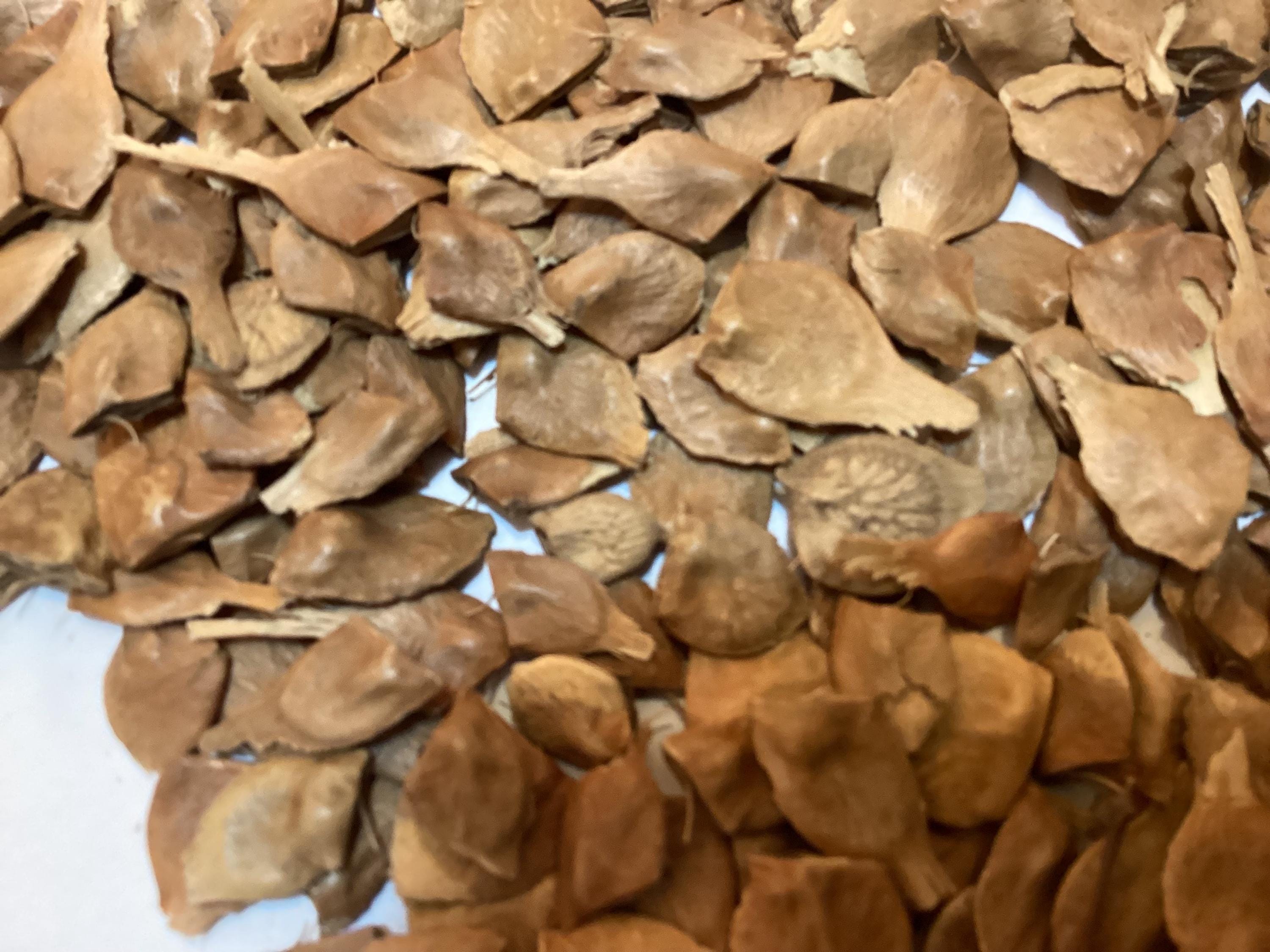 Field Maple Tree Seeds (Acer Campestre) | TreeSeedMan.Com TREE, SHRUB ...
