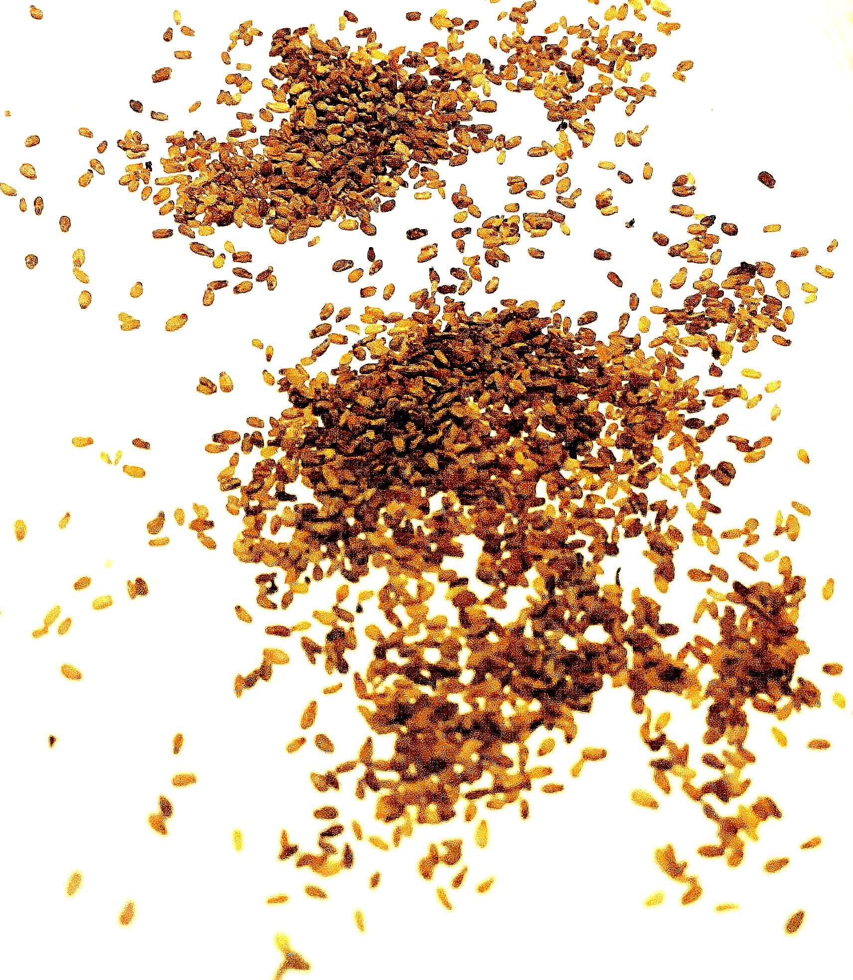 Quaking Aspen Tree Seeds (POPULUS TREMULOIDES) (Trembling Aspen ...