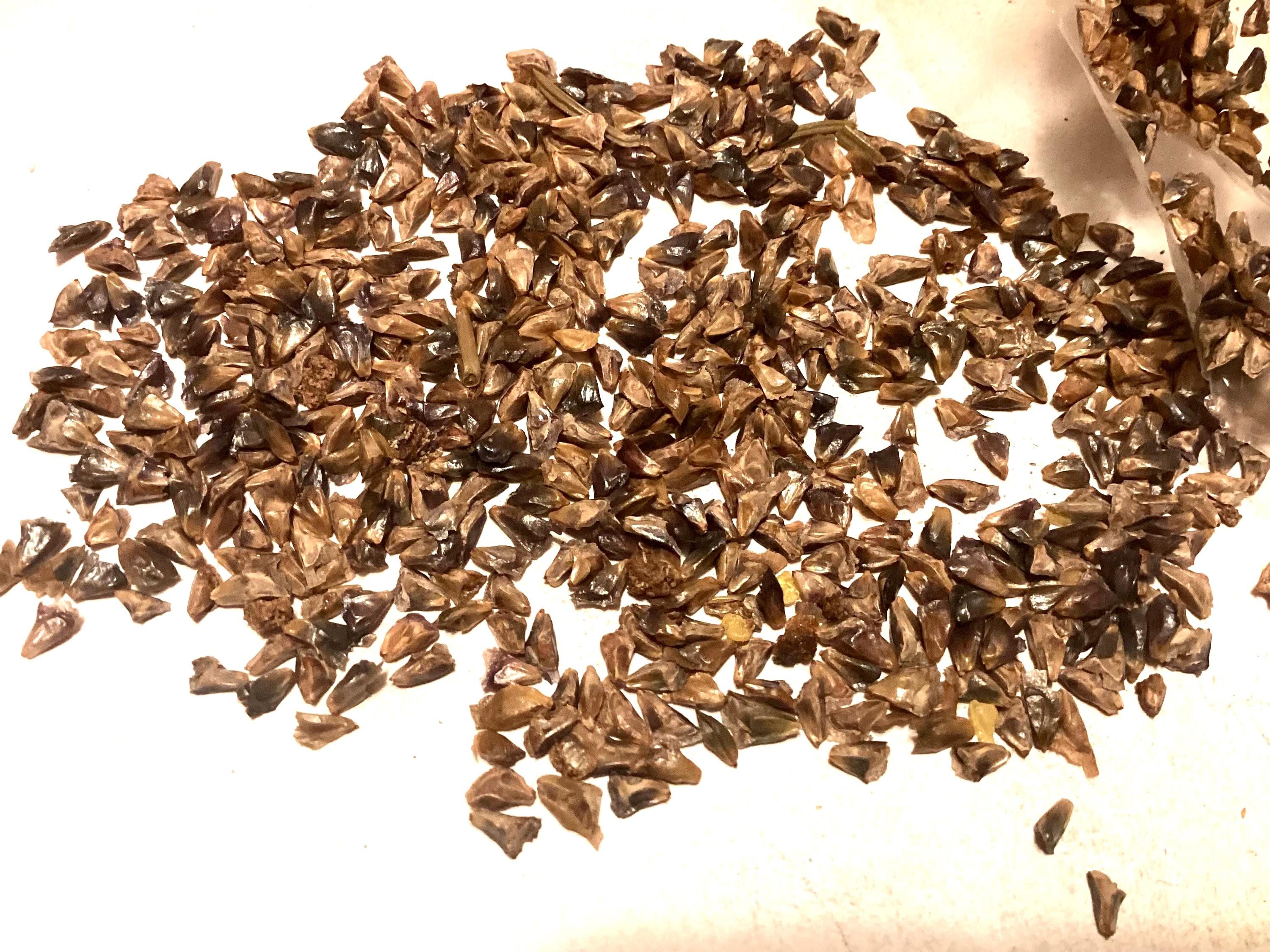 Balsam Fir Tree Seeds (ABIES BALSAMEA) | TreeSeedMan.Com TREE, SHRUB ...